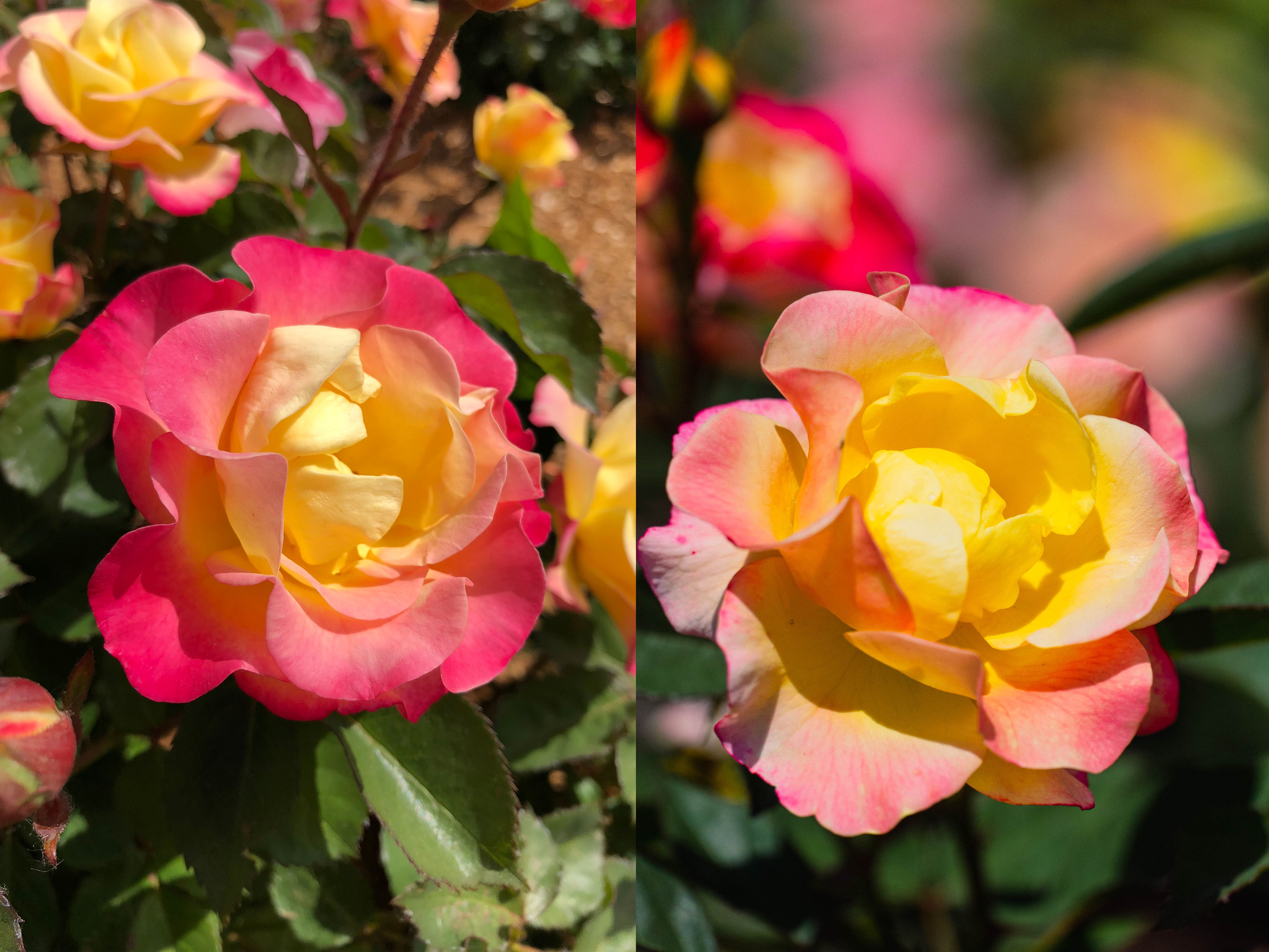 Bloomin' Easy Jumbo Pint Gumball Goody Rose Live Shrub, Double Flowers ...