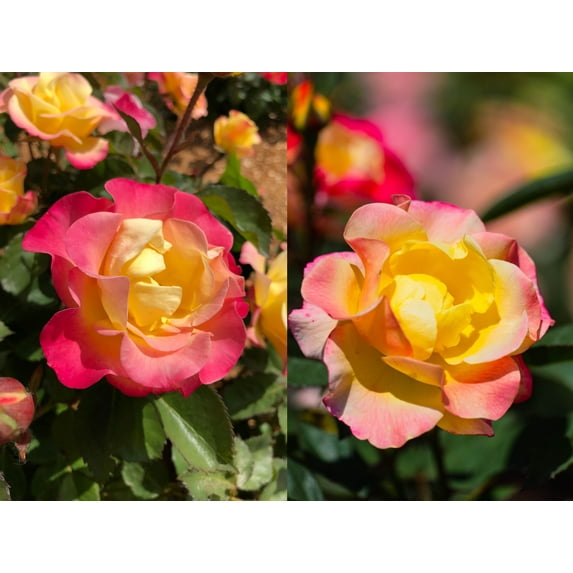 Bloomin' Easy Jumbo Pint Gumball Goody Rose Live Shrub, Double Flowers ...