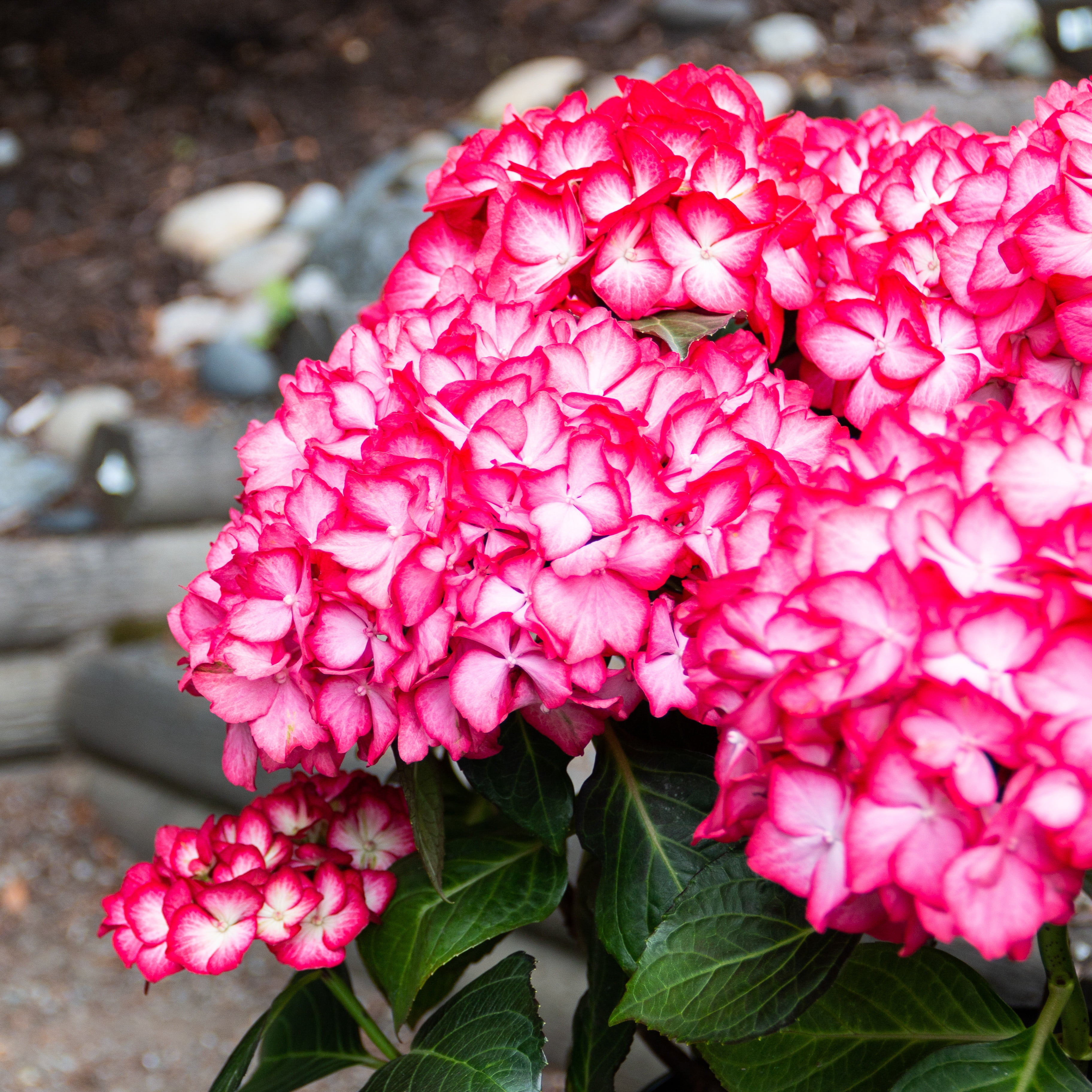 Jumbo Pint Bigleaf Hydrangea Kimono Live Shrub, Wine Red & White ...