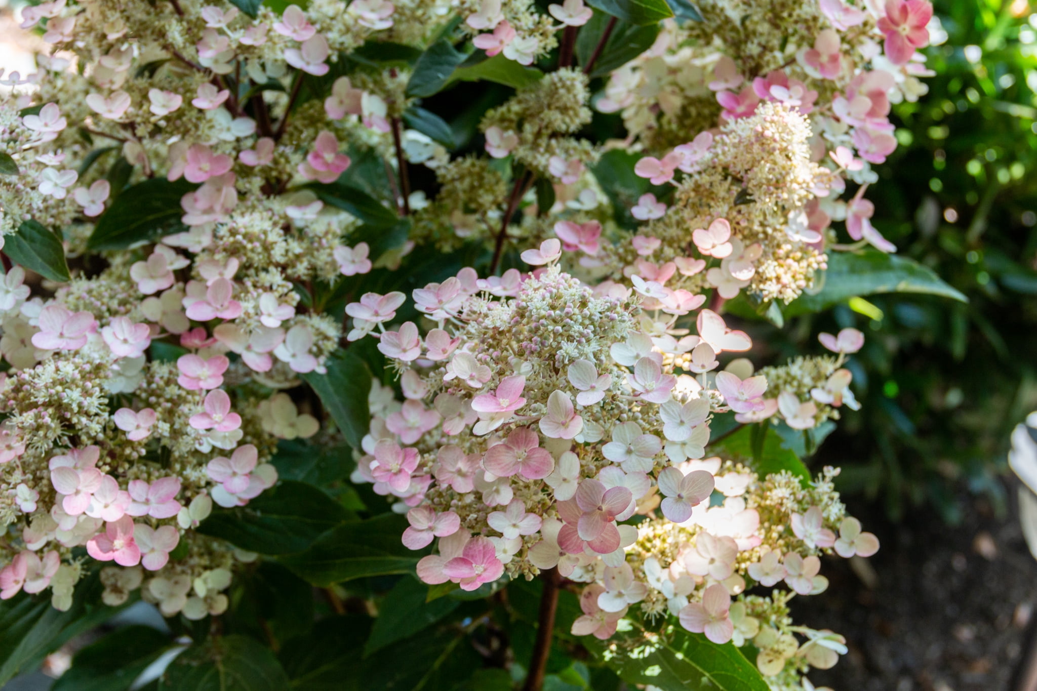 Bloomin' Easy Torch Hardy Hydrangea Live Shrub, Creamy White-Pink ...