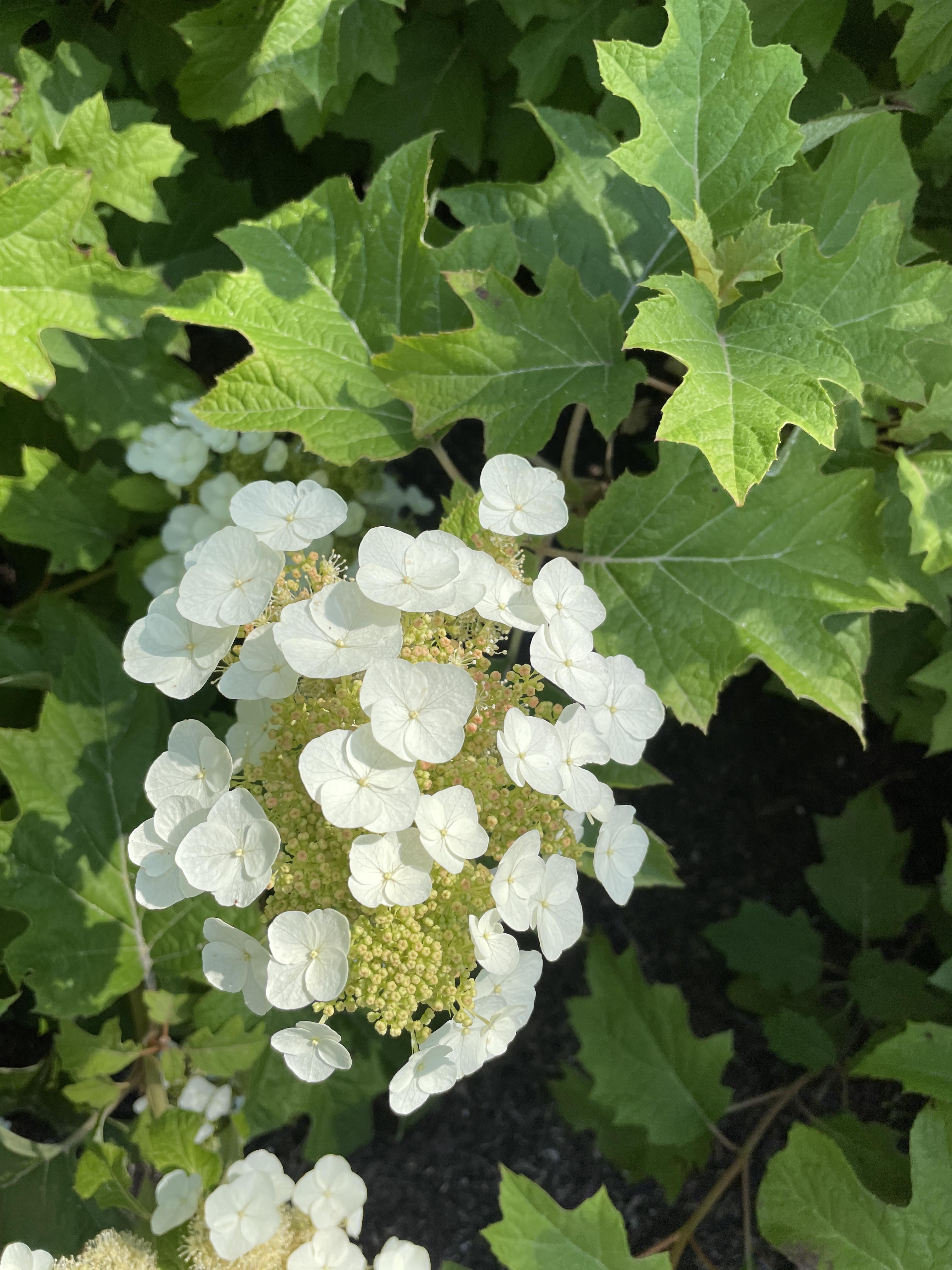 Bloomin' Easy Toy Soldier Oakleaf Hydrangea Live Shrub - Walmart.com