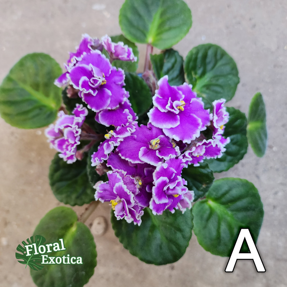 Blooming African Violet - Premium Grade - In Full Bloom - US Shipping ...