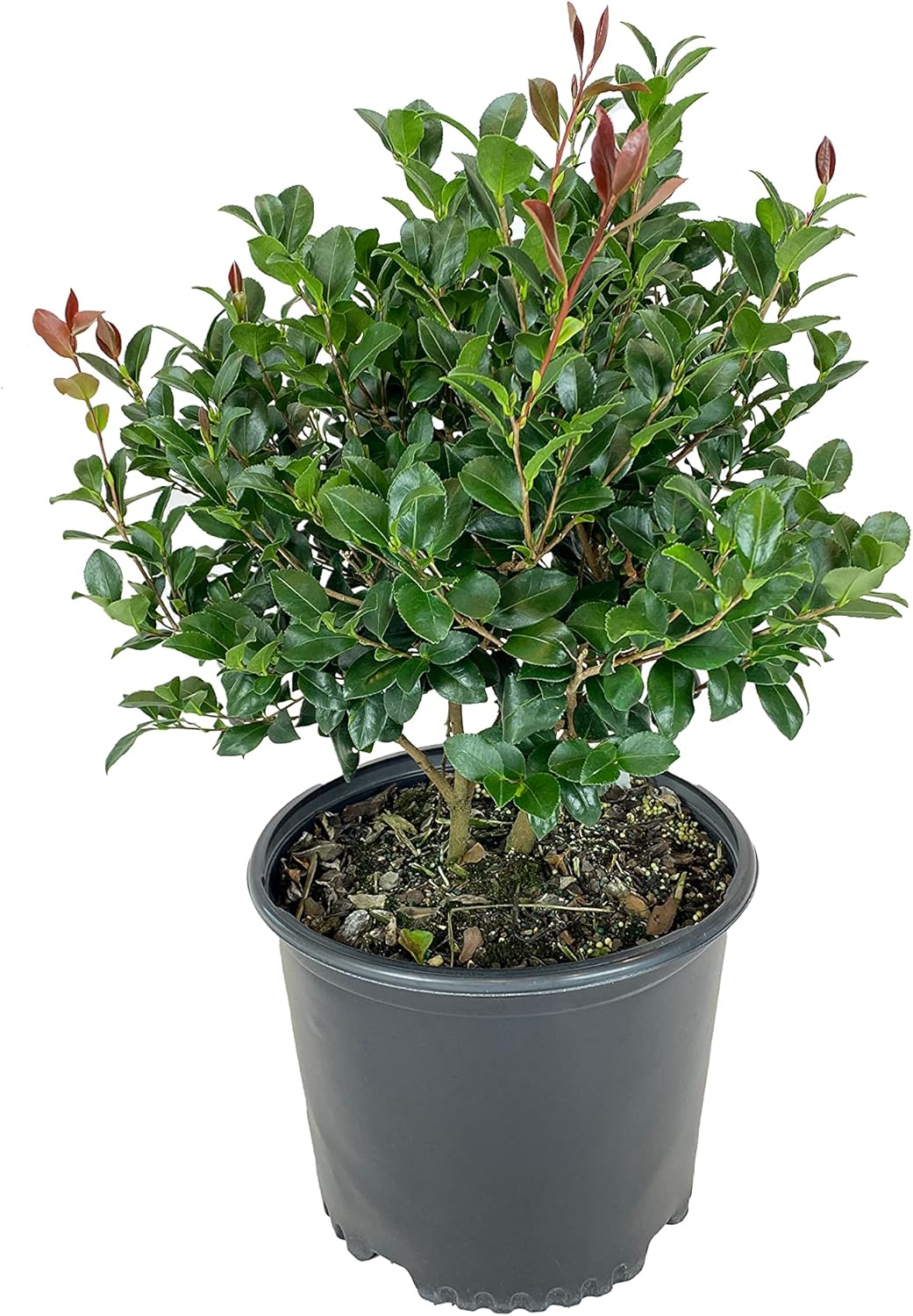 Blooming & Beautiful - Cleopatra Camellia - 3 Gal - Evergreen Shrub ...