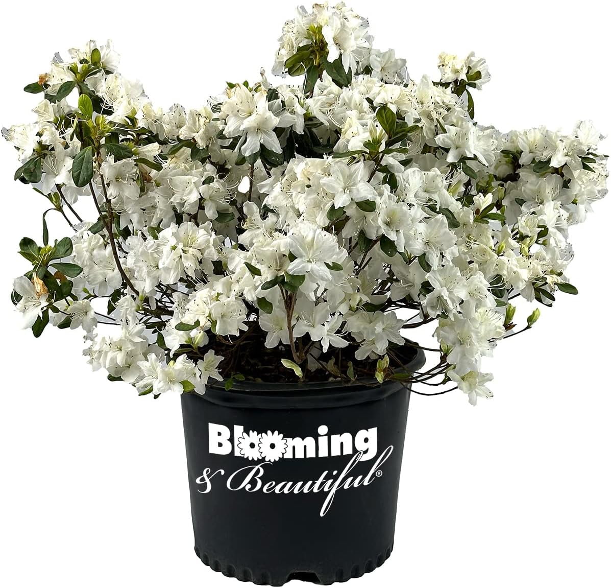 Blooming & Beautiful - Delaware Valley White Azalea - 3 gal - Evergreen ...