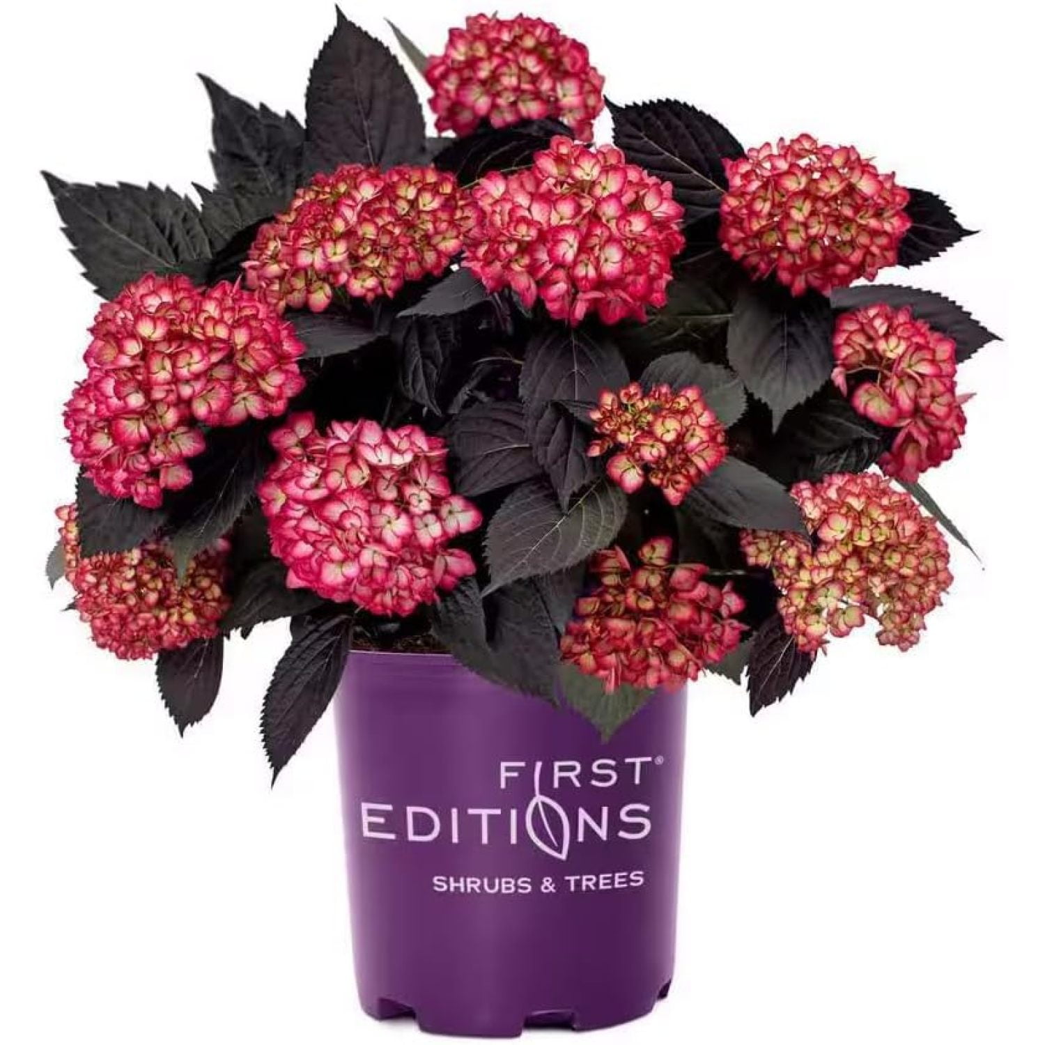 Blooming & Beautiful – Eclipse Bigleaf Hydrangea – 3 gal – First ...