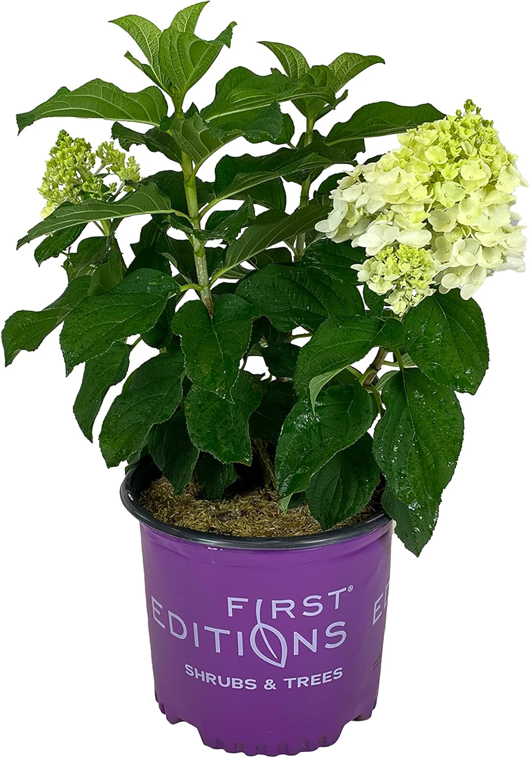 Blooming & Beautiful - Little Hottie Panicle Hydrangea - 3 gal - First ...