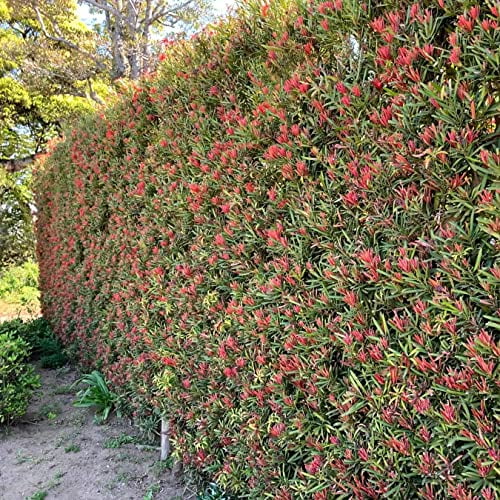 Blooming & Beautiful - Mood Ring Podocarpus - 3 gal - Southern Living ...