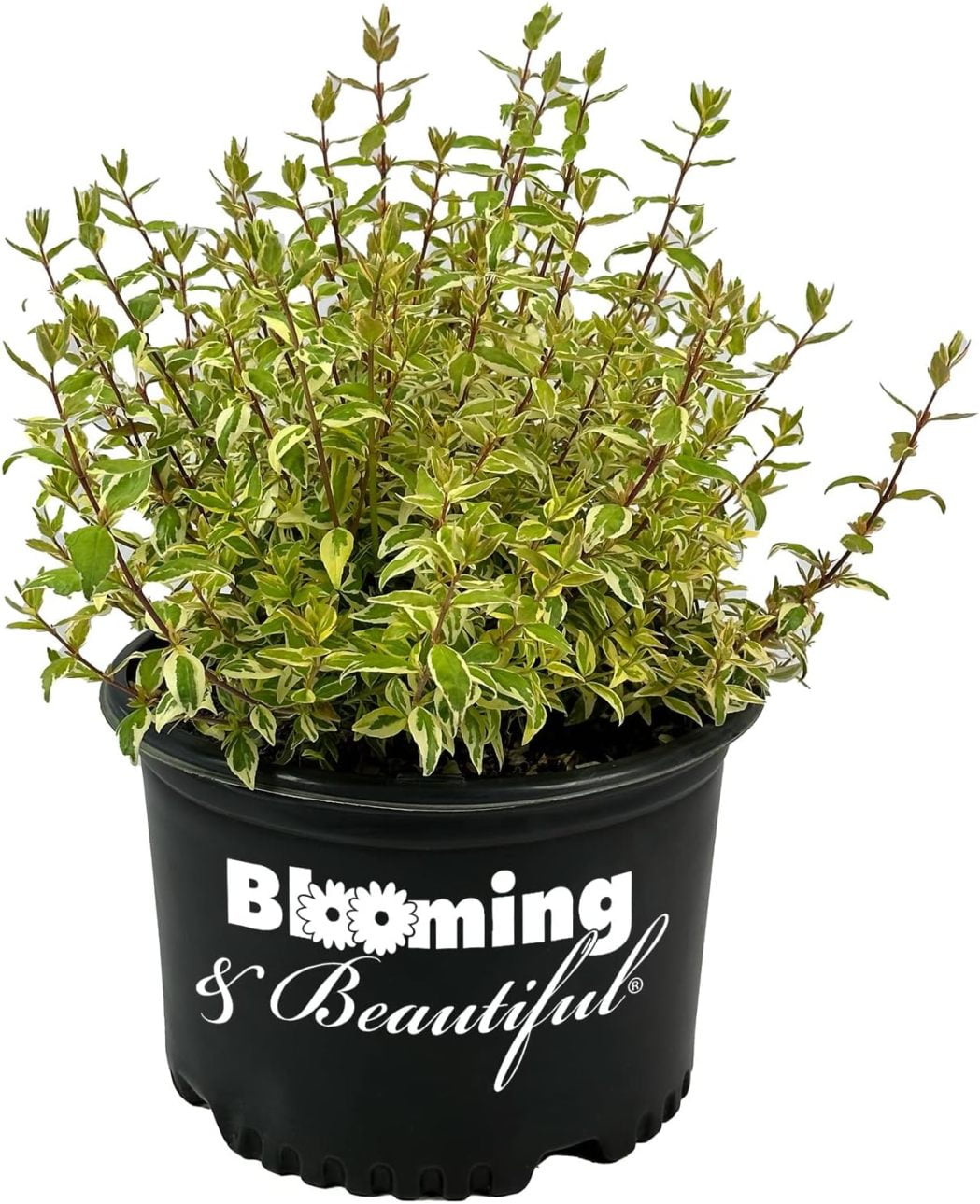 Blooming & Beautiful - Radiance Abelia - 3 gal - Evergreen Shrub ...