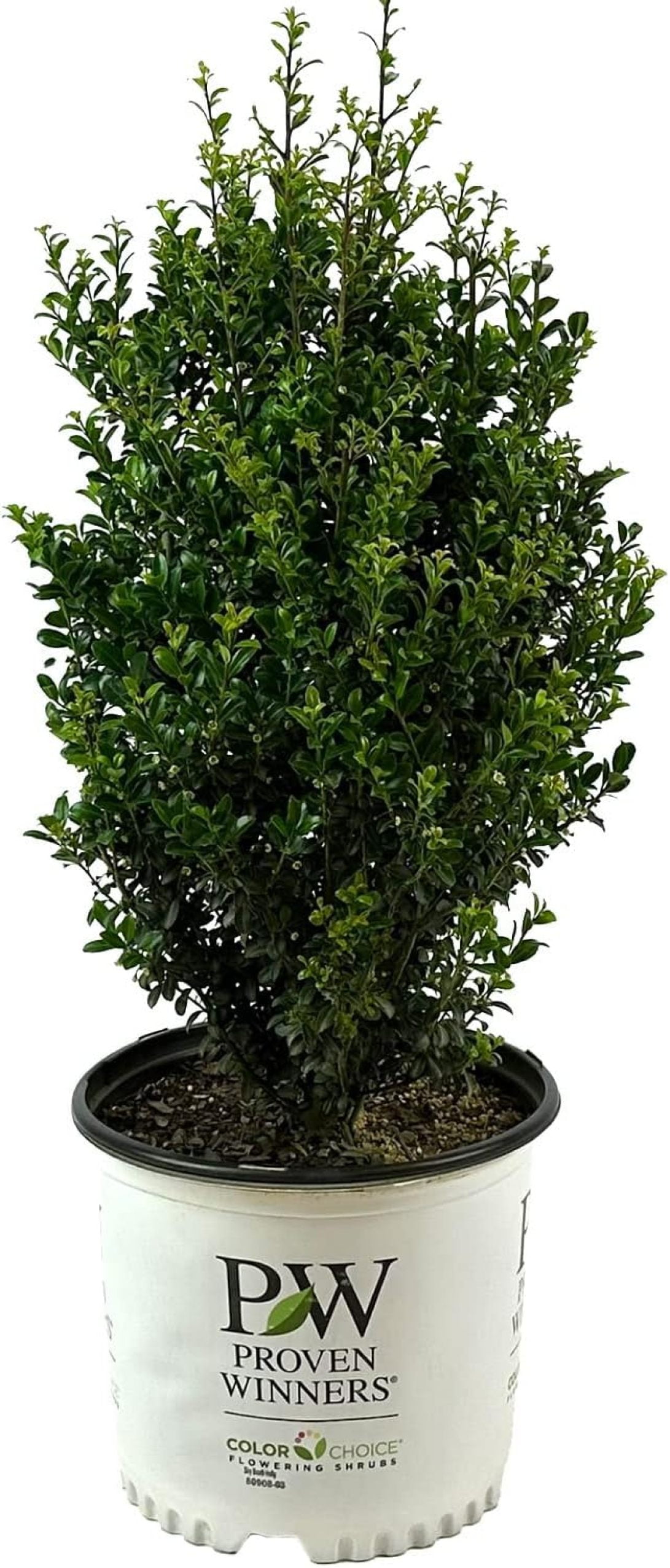 Blooming & Beautiful - Sky Box Holly - 3 gal - Proven Winners ...