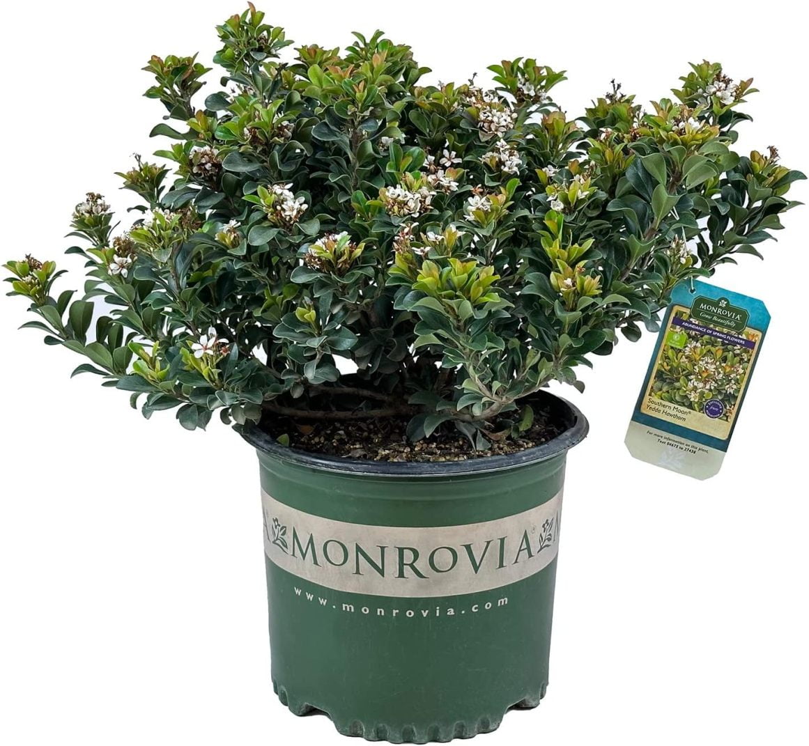 Blooming & Beautiful - Southern Moon Yedda Hawthorn - 3 gal - Monrovia ...