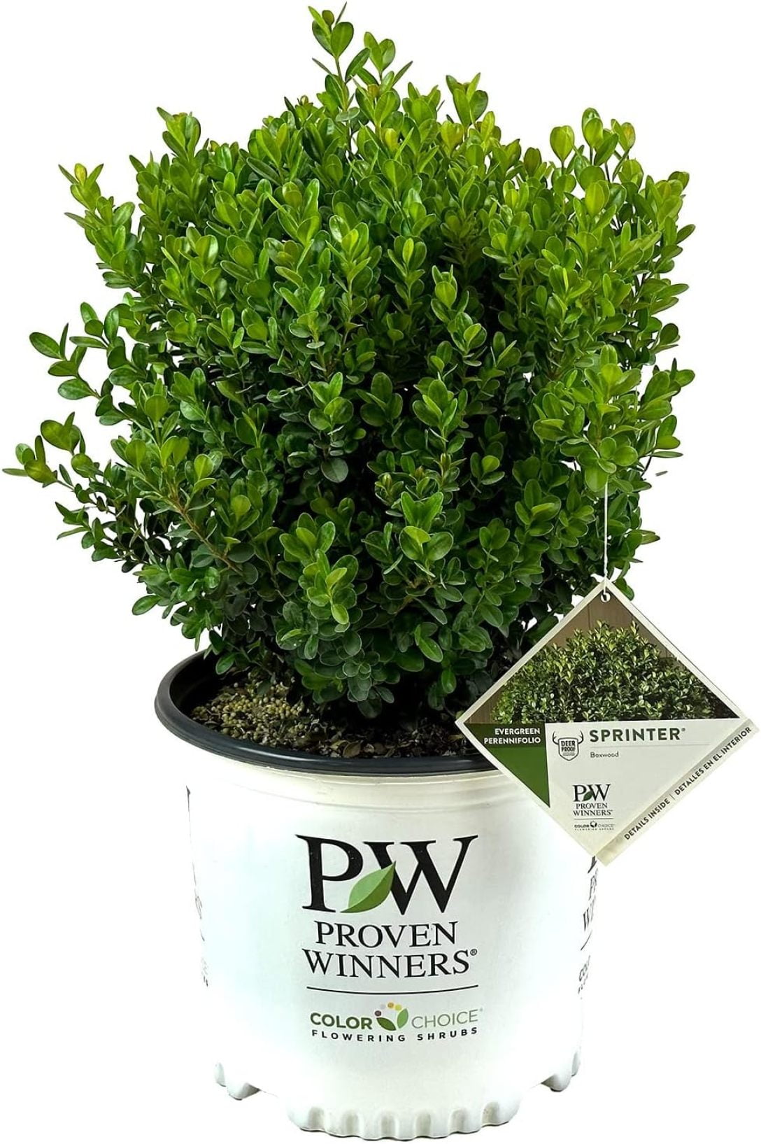 Blooming & Beautiful - Sprinter Boxwood - 3 gal - Proven Winners ...