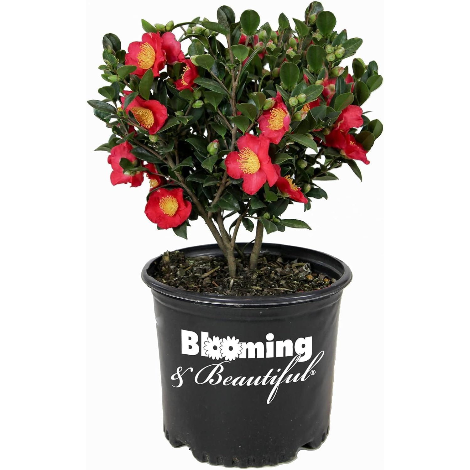 Blooming & Beautiful - Yuletide Camellia - 3 gal - Evergreen Shrub ...