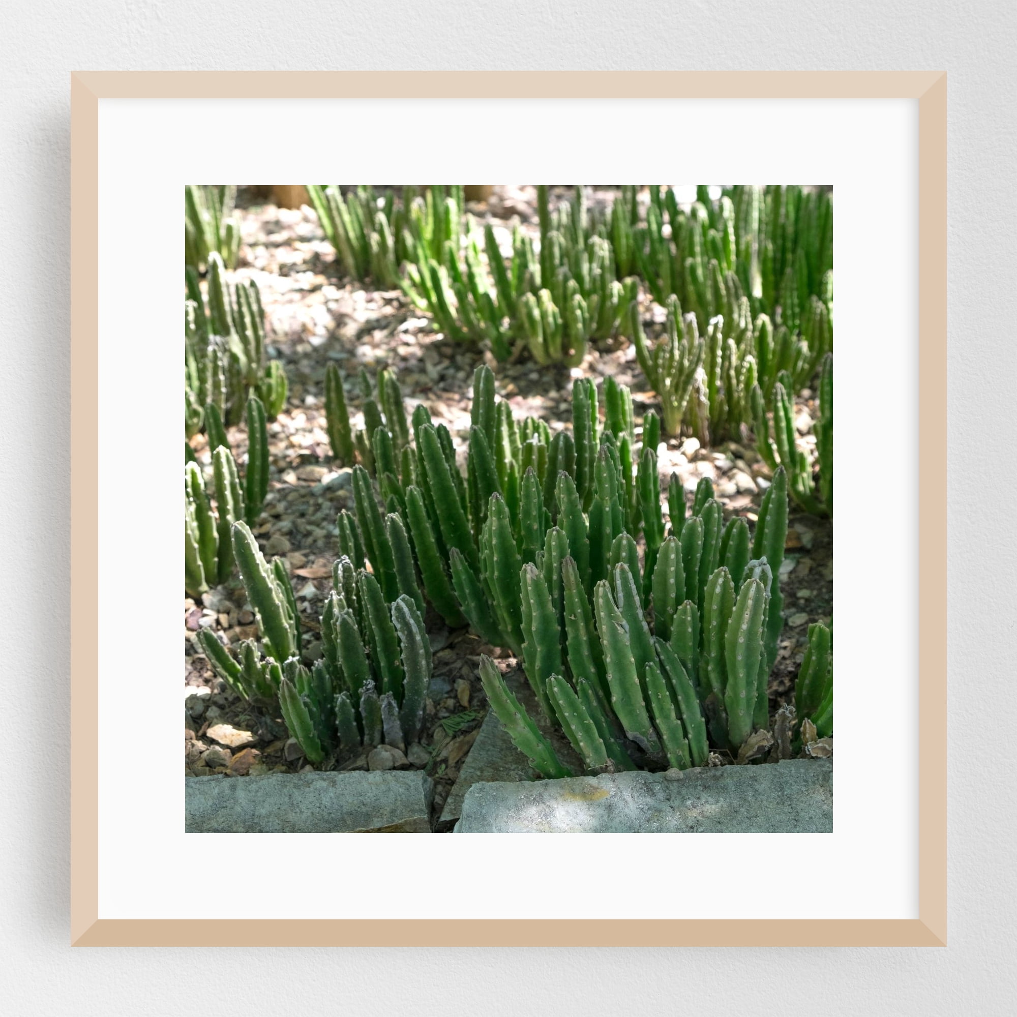 Blooming Cactus - Phoenix Arizona Photography Cactus Desert Nature ...