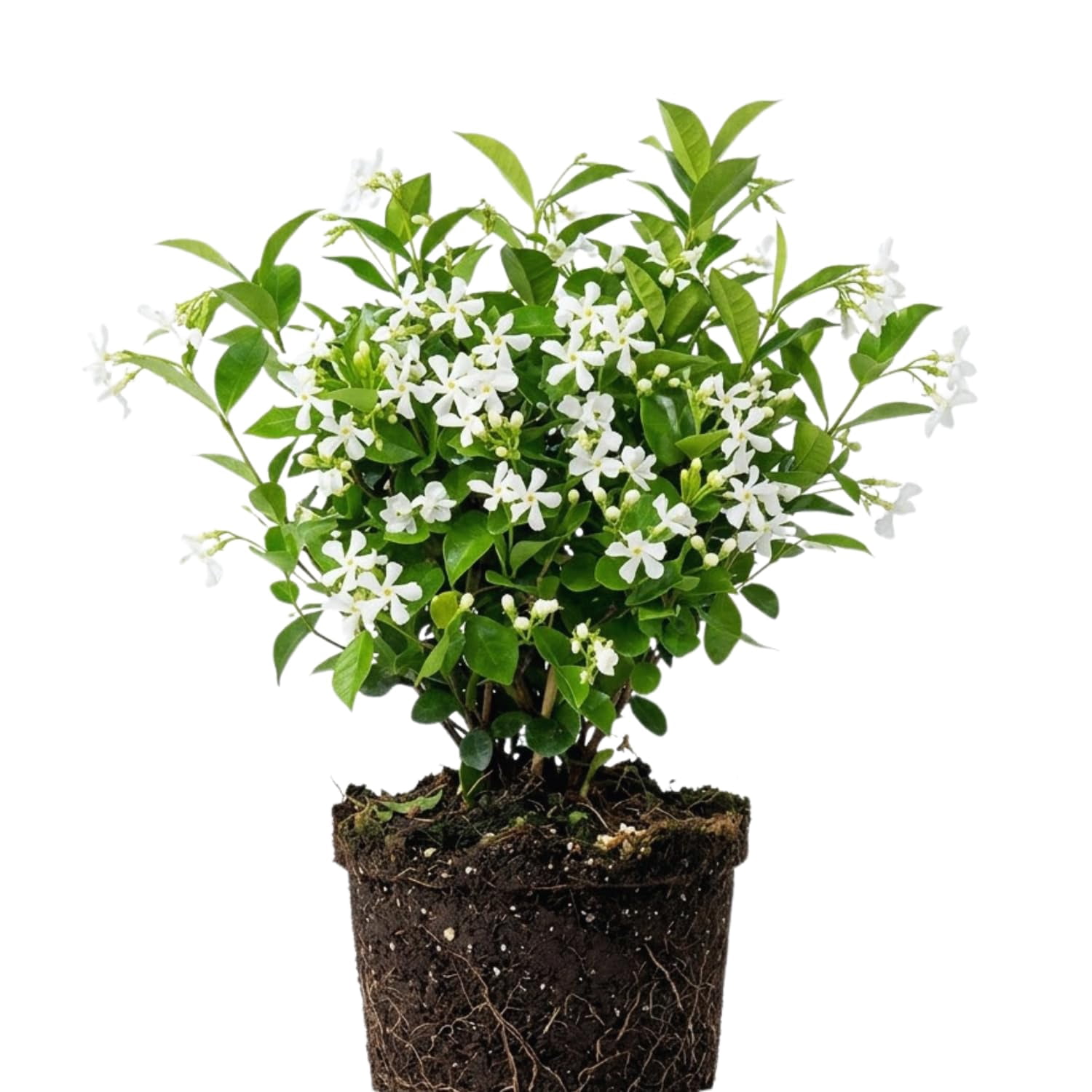Blooming Jasmine Plant Live, Star Jasmine Live Plant 5 to 7 Inc Tall ...