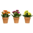 Blooming Kalanchoe Décor | 3 Live Succulent Plants in 2.5" Clay ...