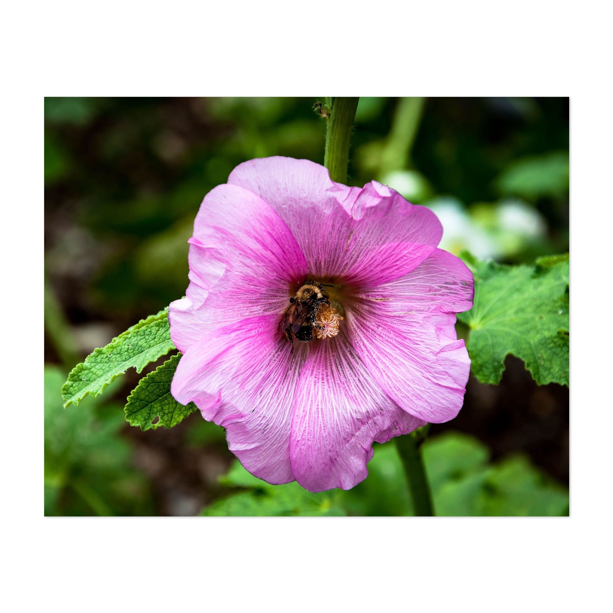 Blooming Pink Hibiscus with Bee - Harpers Ferry West Virginia ...