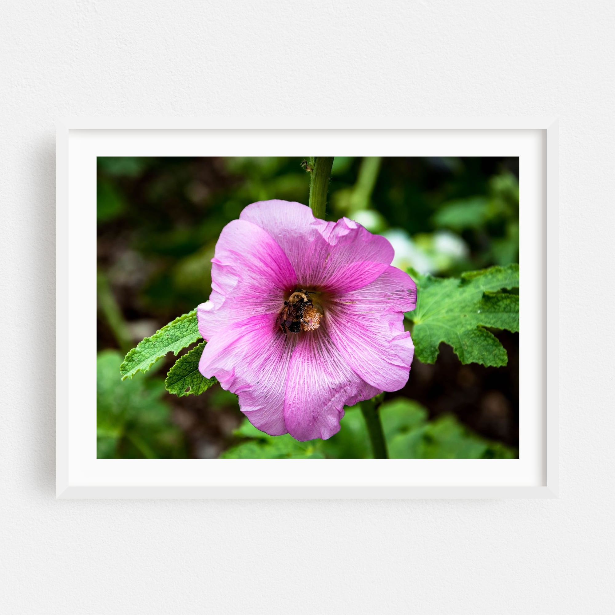 Blooming Pink Hibiscus with Bee - Harpers Ferry West Virginia ...