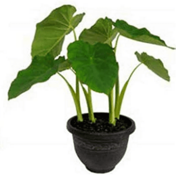 Blooming Secrets Elephant Ears Plant Bulbs (3 Count) - Walmart.com