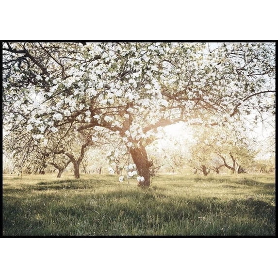 Blooming Trees In Sunlight Poster Wall Art Modern Wall Decor For Living ...