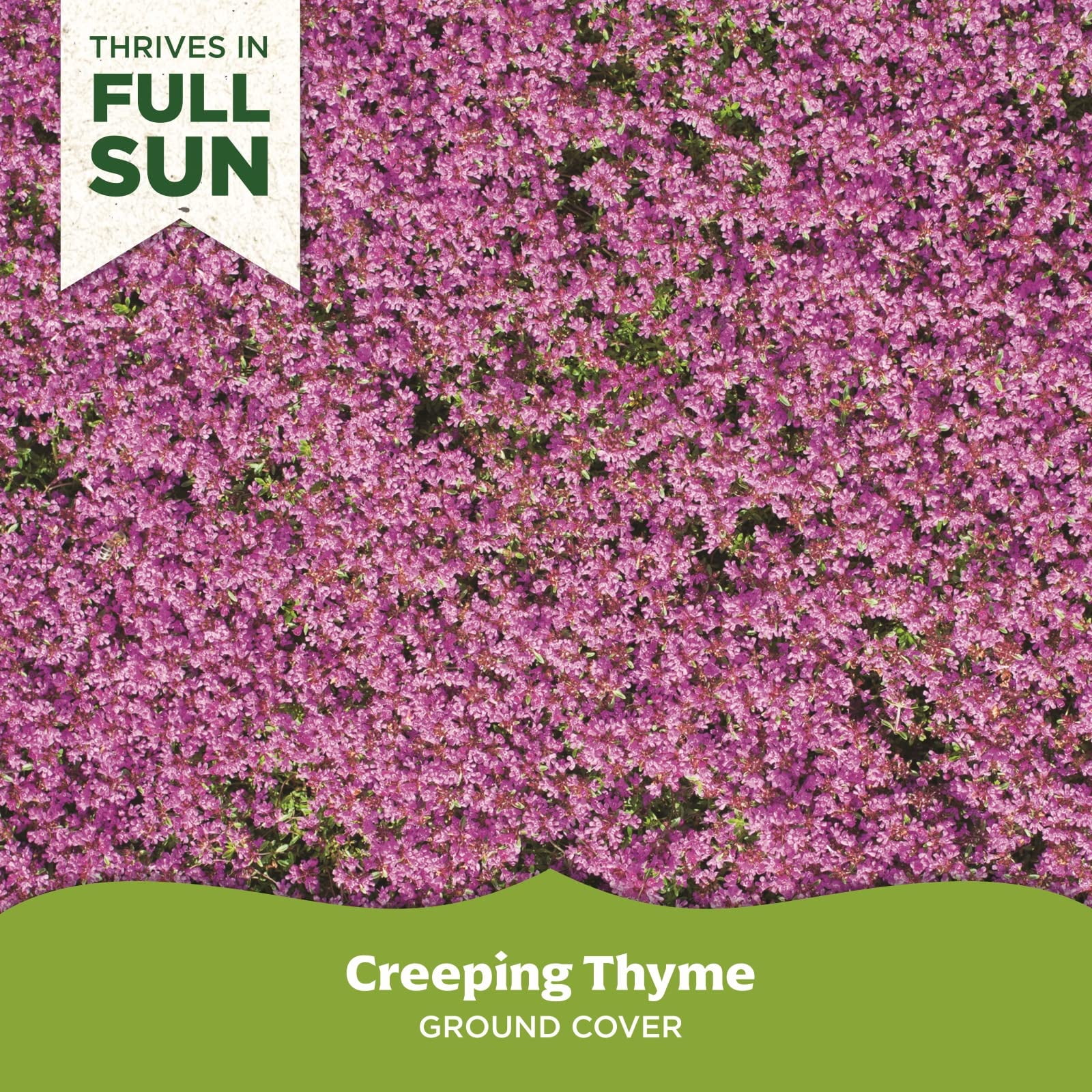 BloomingBulb Seed Mat - Easy to Plant H2FSDand Grow Garden Seeds ...