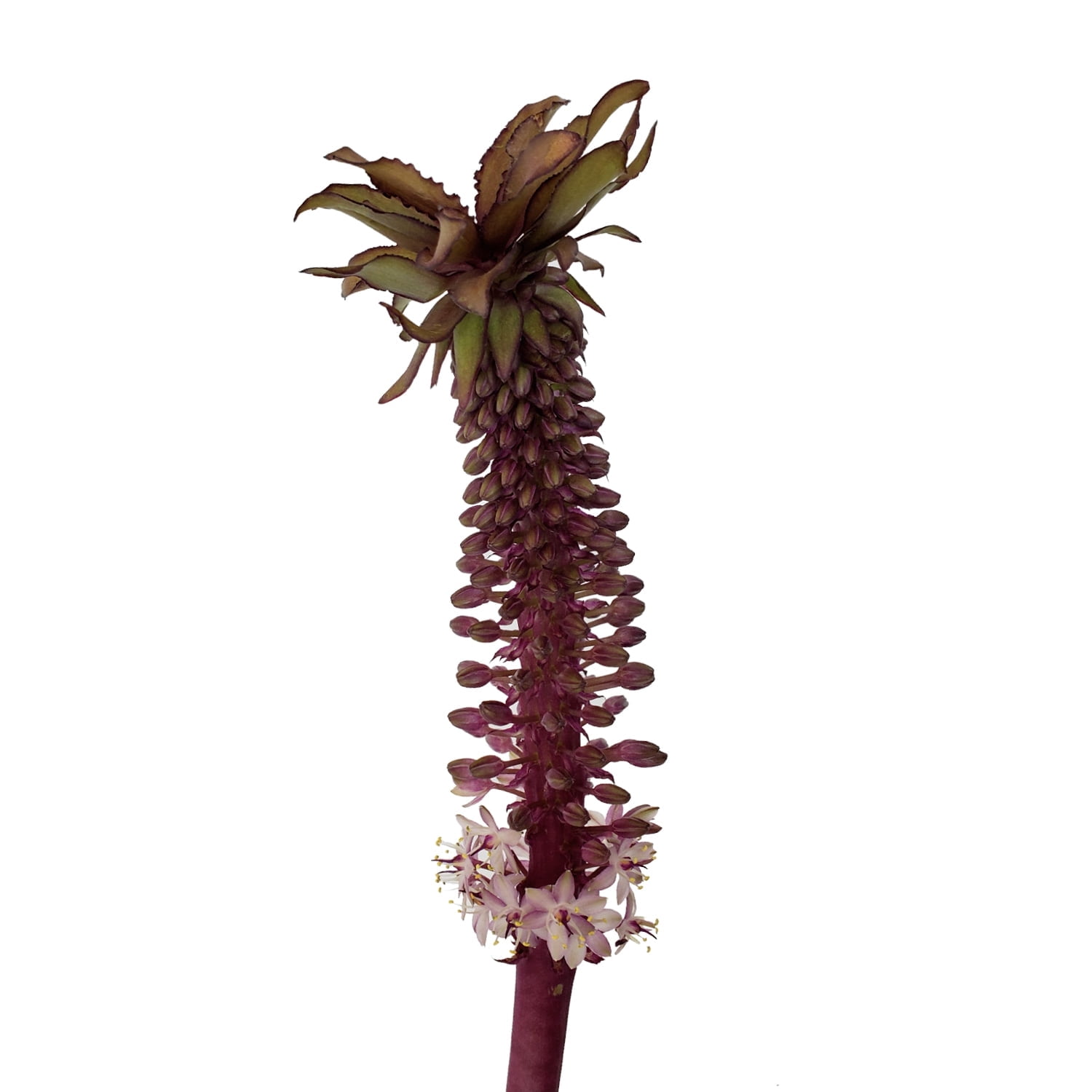 Bloomingmore - Eucomis Purple Fresh Flowers, 60 Stems - Walmart.com