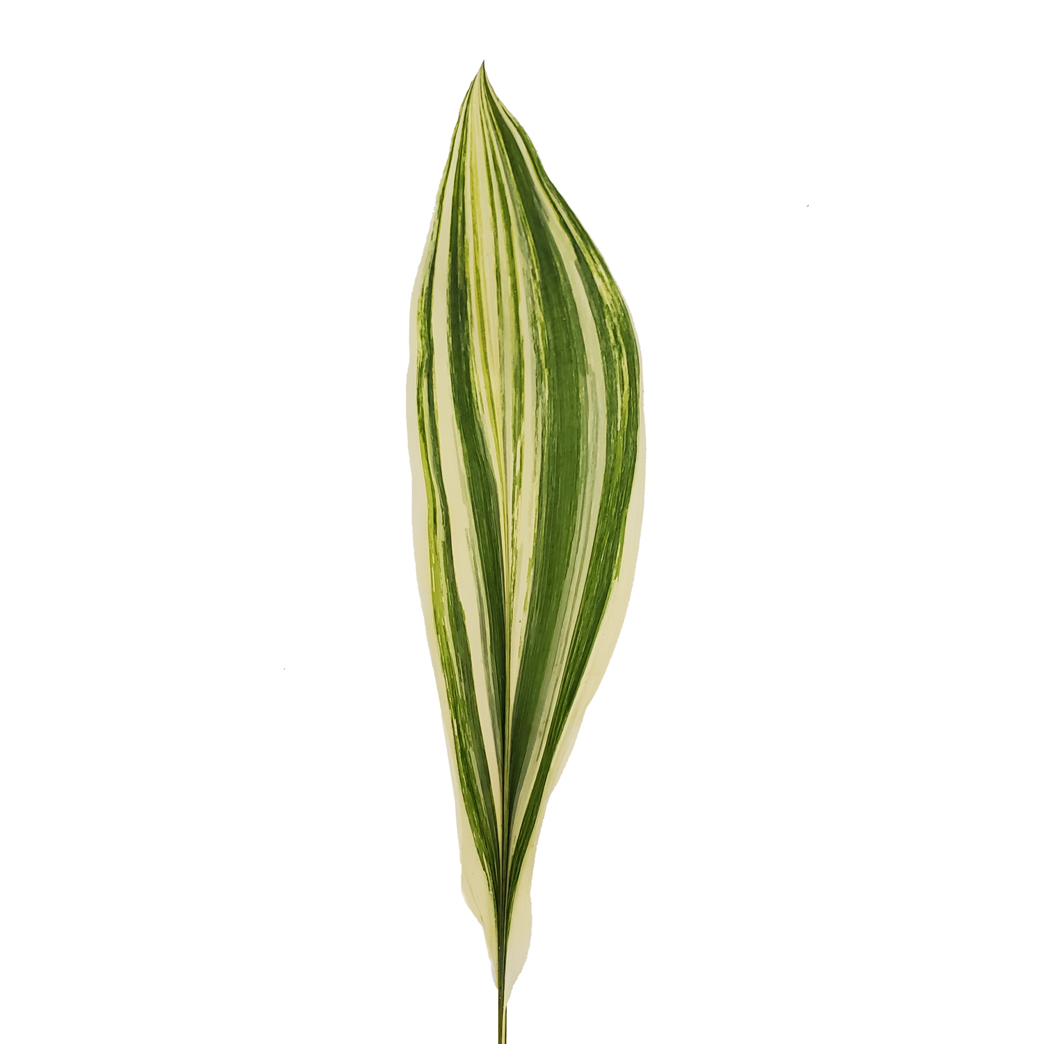 Bloomingmore Everyday Greenery Aspidistra, Variegated - Farm Direct ...