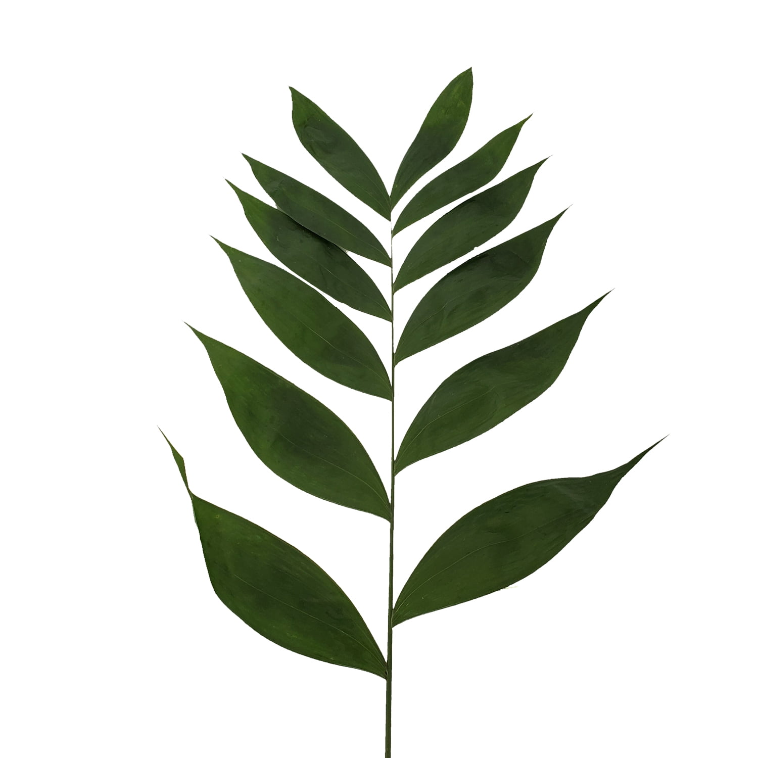 Bloomingmore Everyday Greenery Jade Palm - Farm Direct Fresh Cut ...