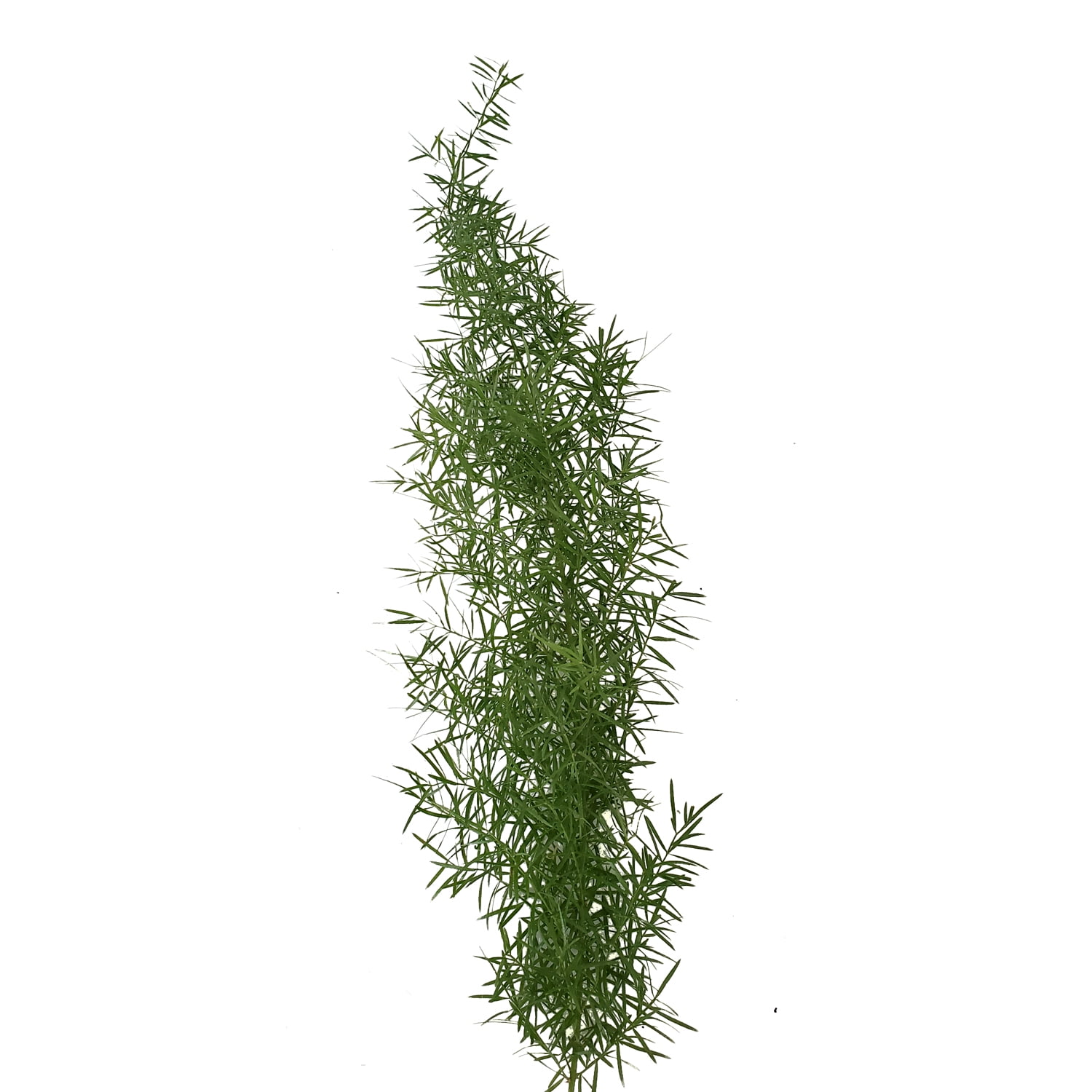 Bloomingmore Everyday Greenery Sprengeri Fern - Farm Direct Fresh Cut ...