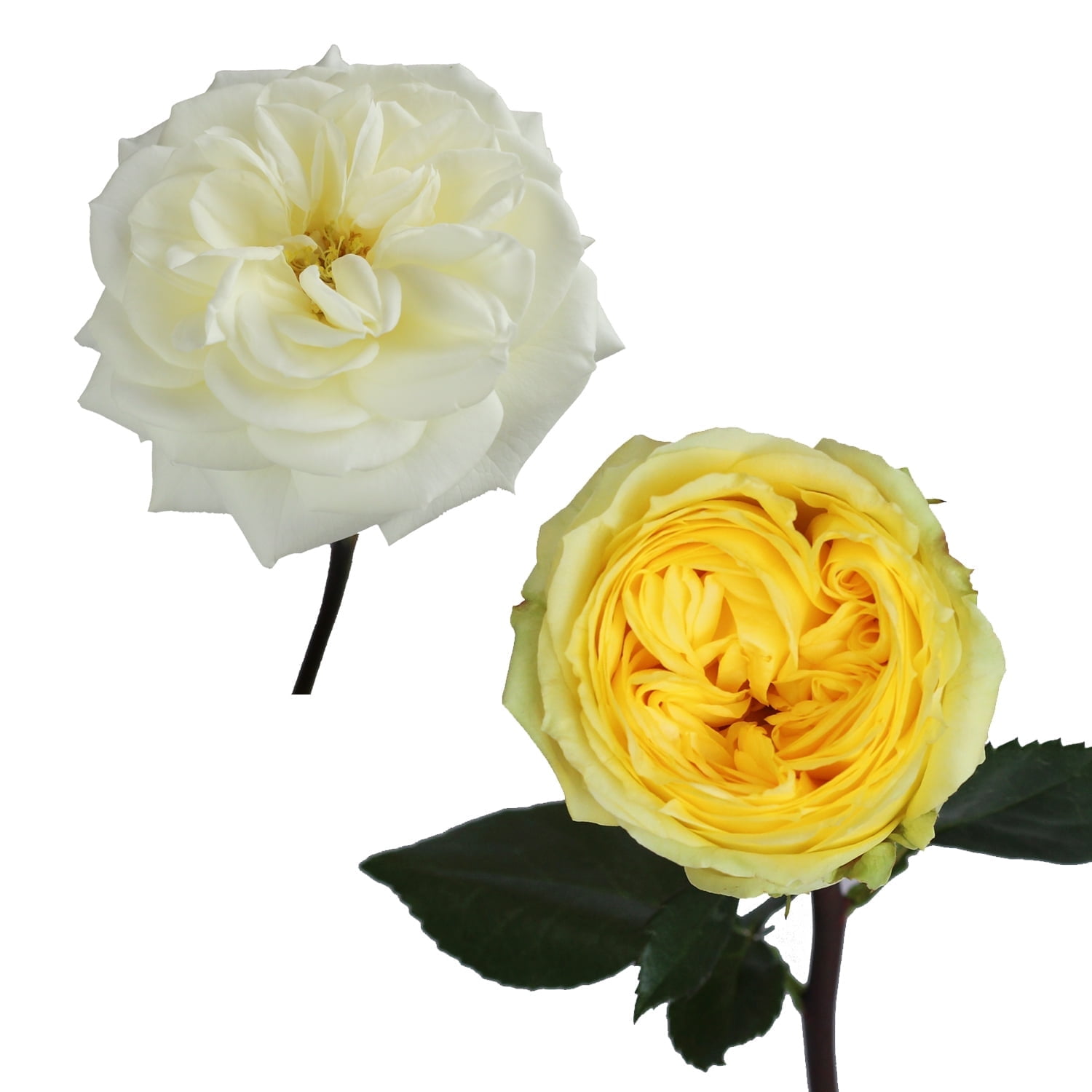 Bloomingmore Fresh Cut 36-Count White Roses, Premium-Quality Live ...