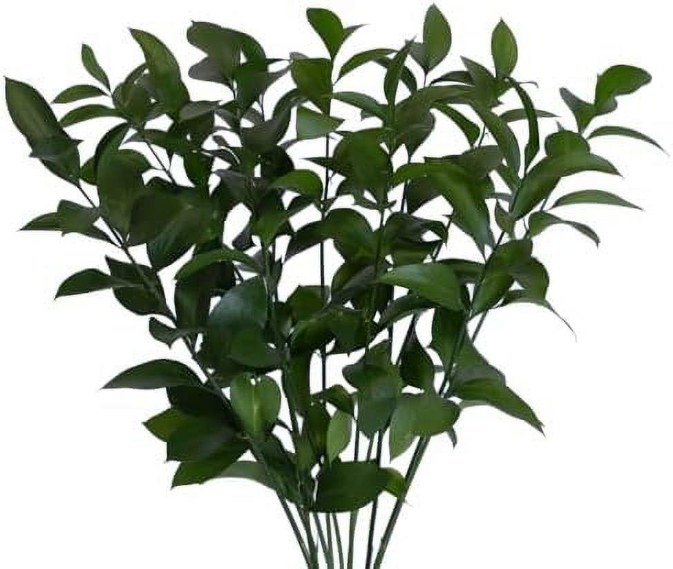 Bloomingmore | Fresh Cut Greenery | Natural Israeli Ruscus Greens ...