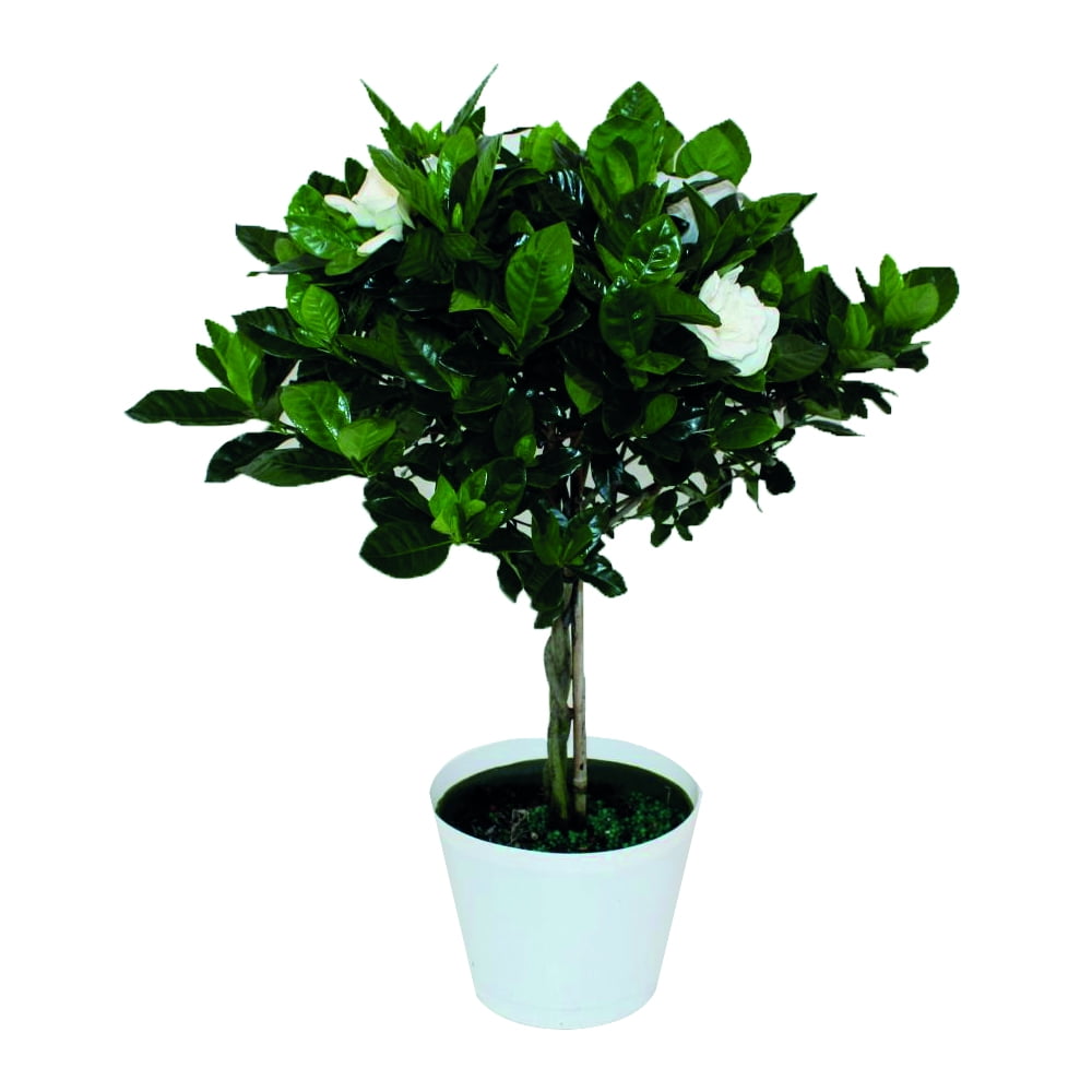 Bloomingmore - Gardenia Braided Topiary, 6 inches Fresh Flowers ...