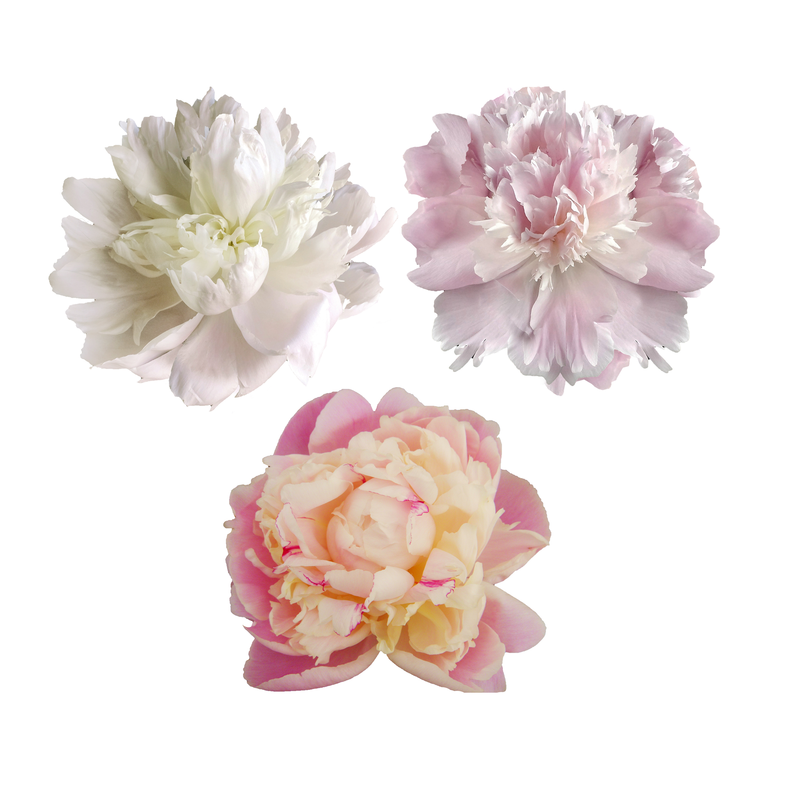 Bloomingmore - Jumbo Alaskan Peonies, Blush Fresh Flowers, 40 Stems ...