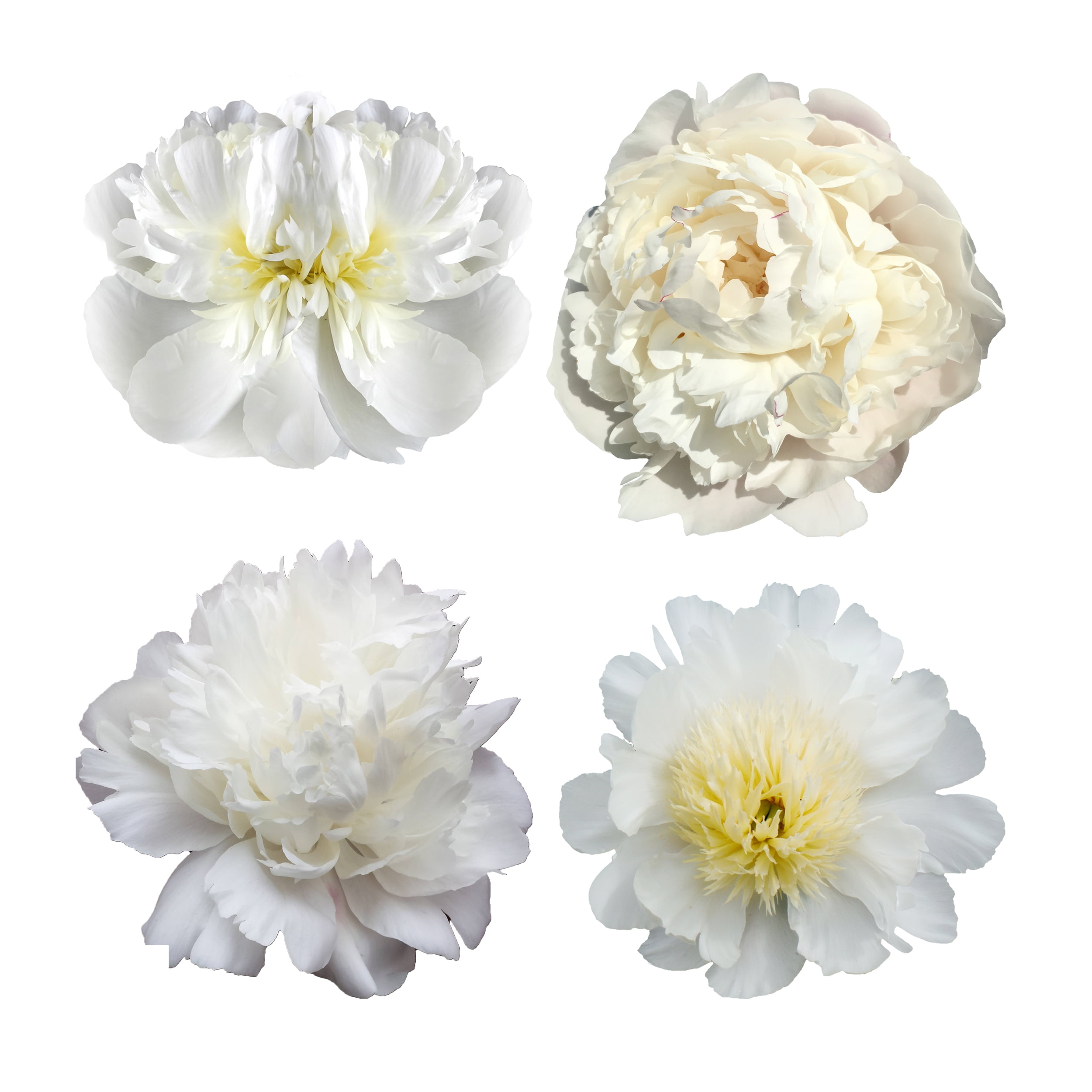 Bloomingmore - Jumbo Alaskan Peonies, White Fresh Flowers, 20 Stems ...