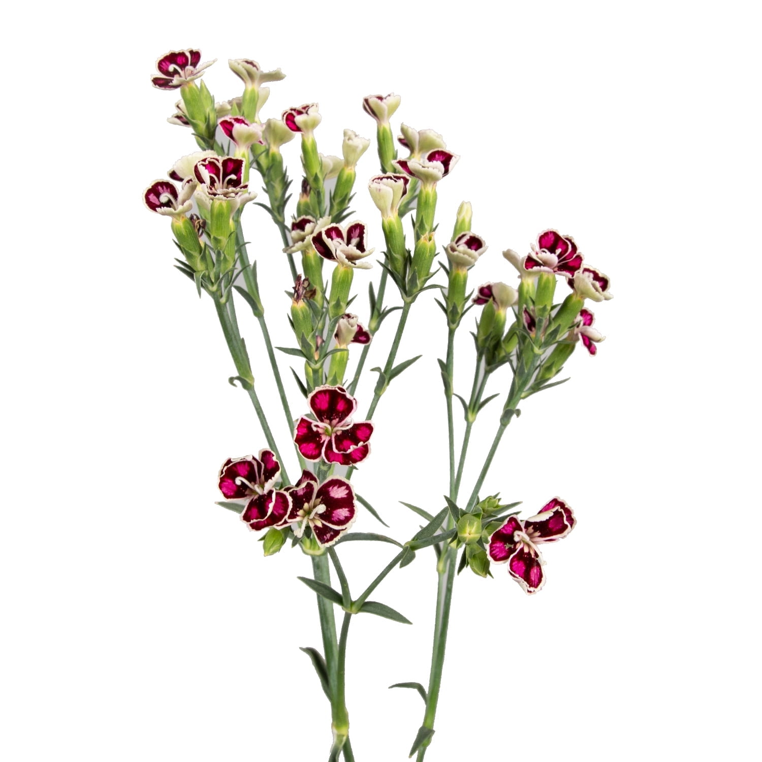 Bloomingmore - Rafines Faye Fresh Flowers, 300 Stems - Walmart.com