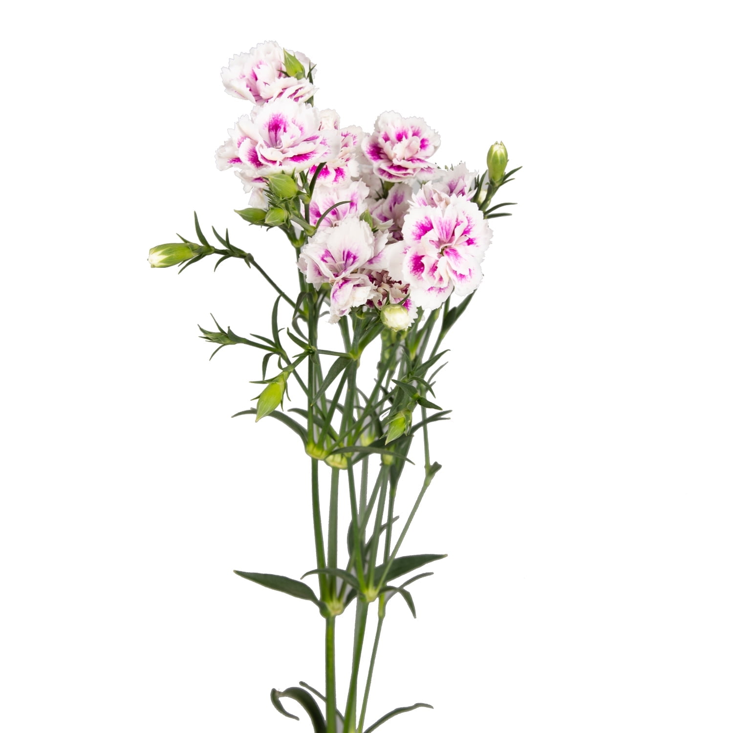 Bloomingmore - Rafines Thia Fresh Flowers, 150 Stems - Walmart Business ...
