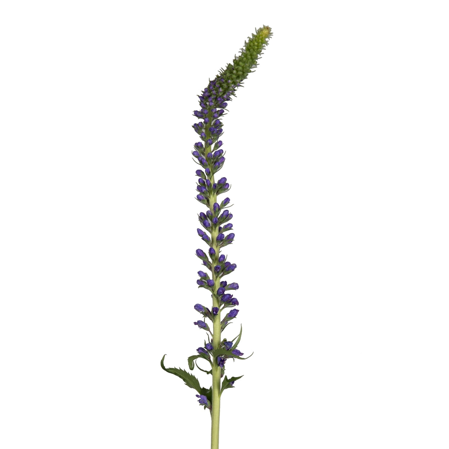 Bloomingmore - Veronica Skyler blue Fresh Flowers, 120 Stems - Walmart.com