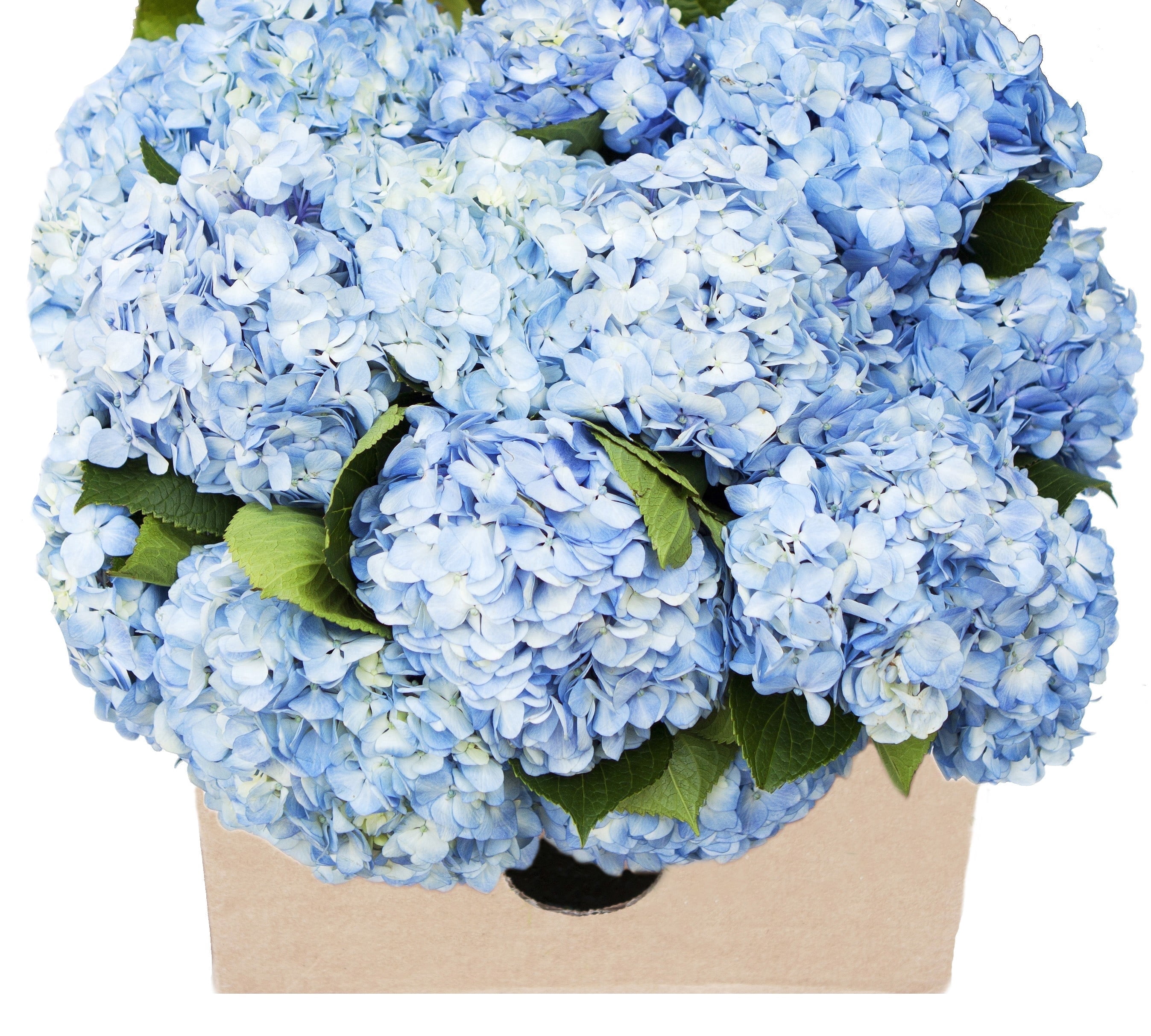 KaBloom 30 Blue Hydrangeas, Farm-Fresh Flowers, Natural Color, Next-Day ...