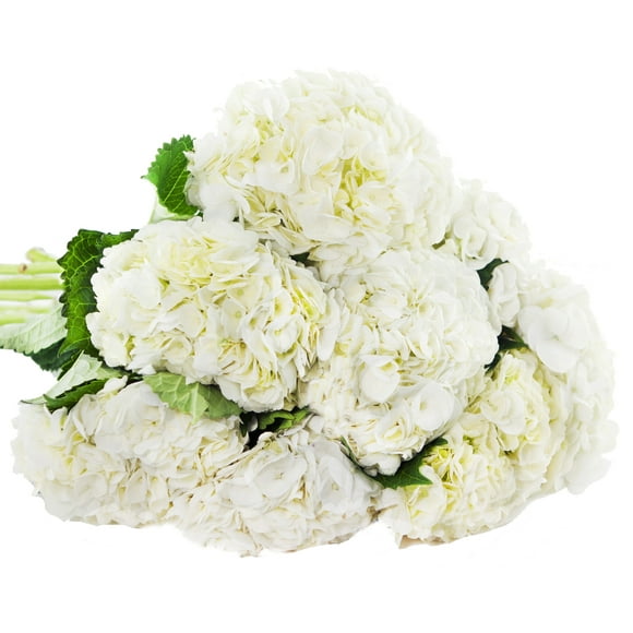 Hydrangeas in All Flowers - Walmart.com