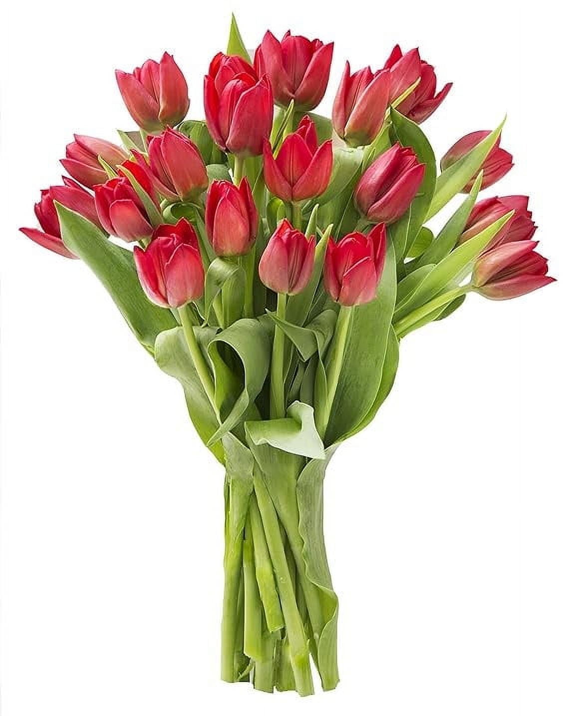 AMAZING KaBloom :30 Red Tulips. - Walmart.com