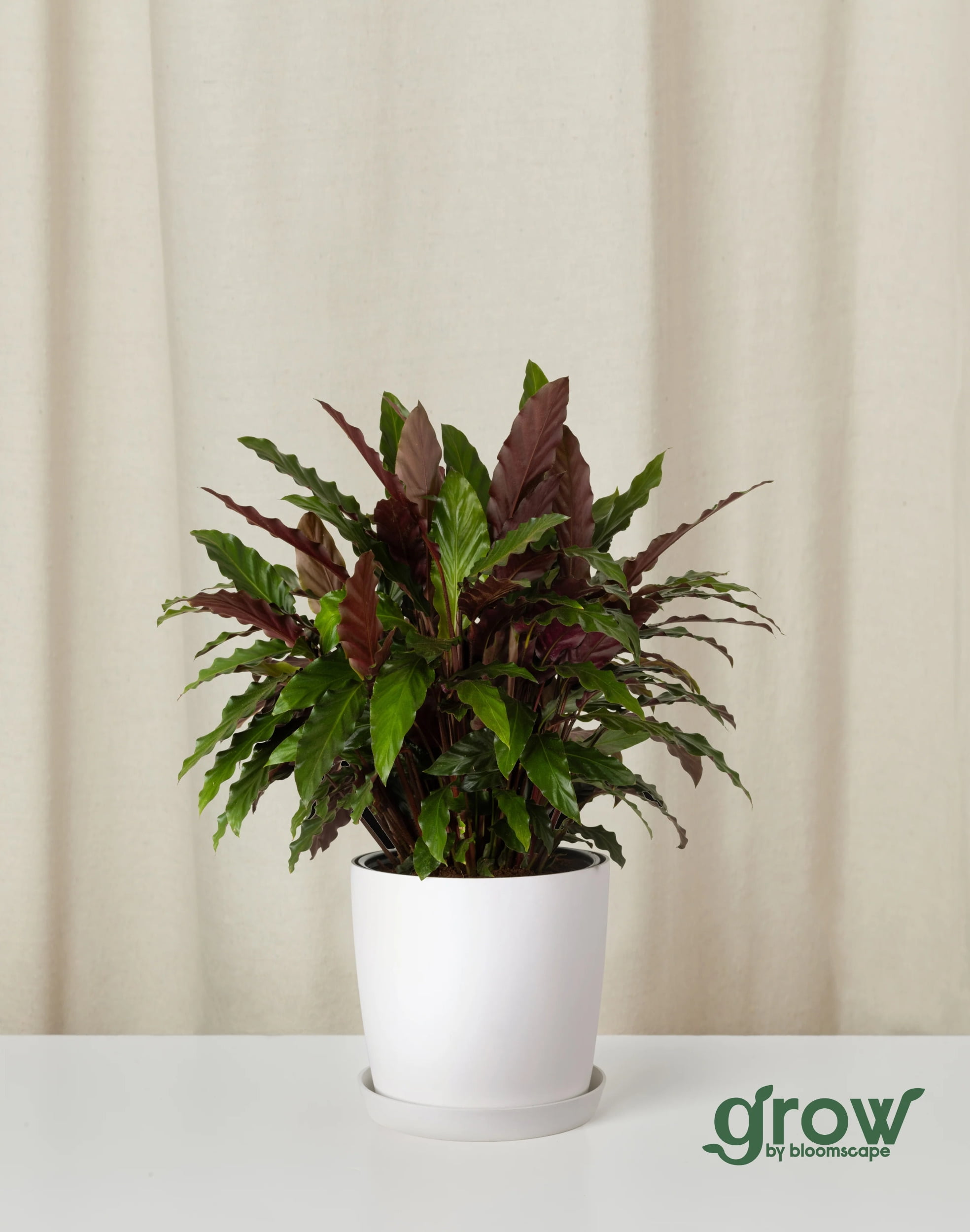Bloomscape Live Potted Indoor 10in. Tall Furry Feather Calathea ...