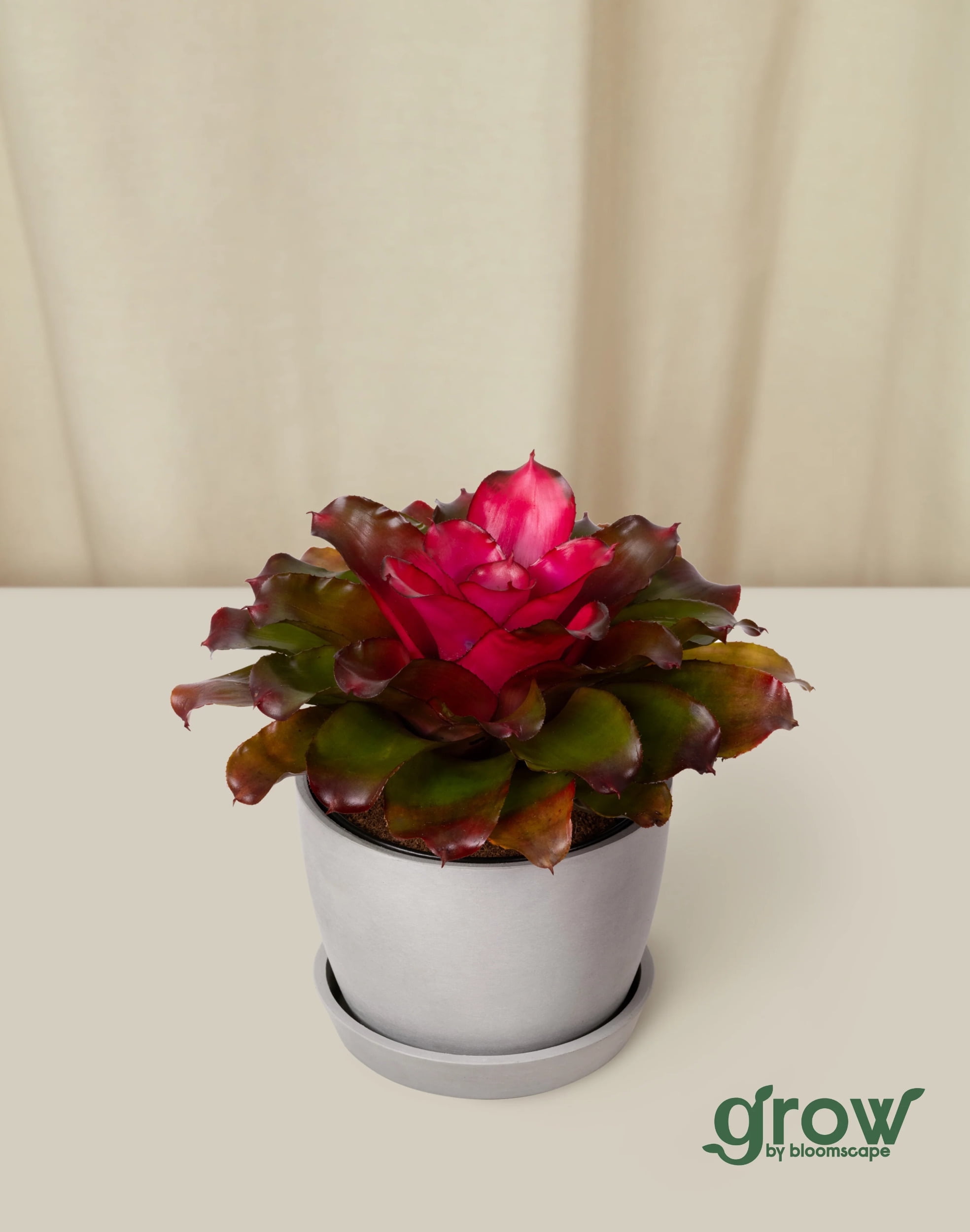 Bloomscape Live Potted Indoor 7in. Tall Blushing Bromeliad; Pet ...
