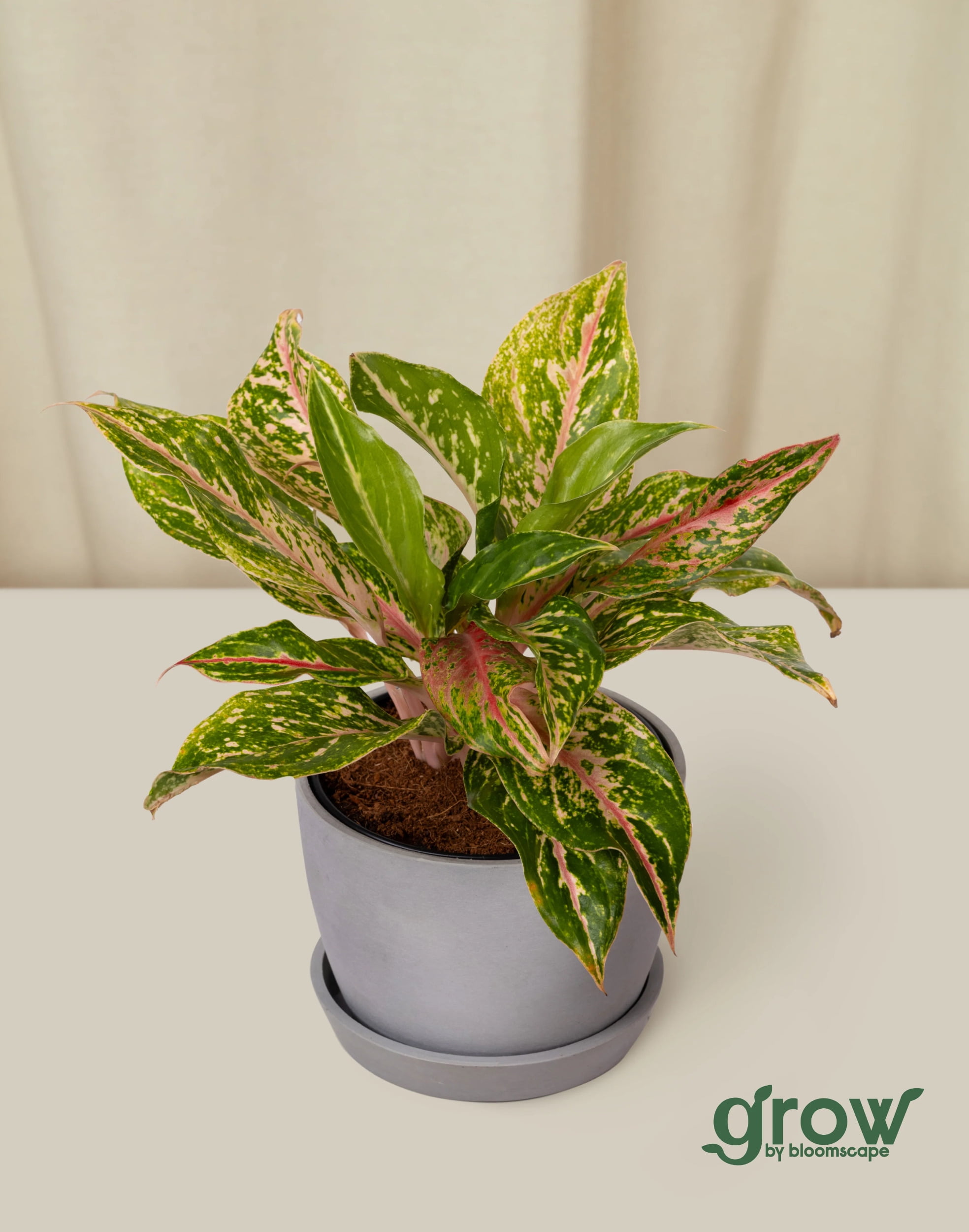 Bloomscape Live Potted Indoor 8in. Tall Aglaonema Jazzed Gems; Low ...