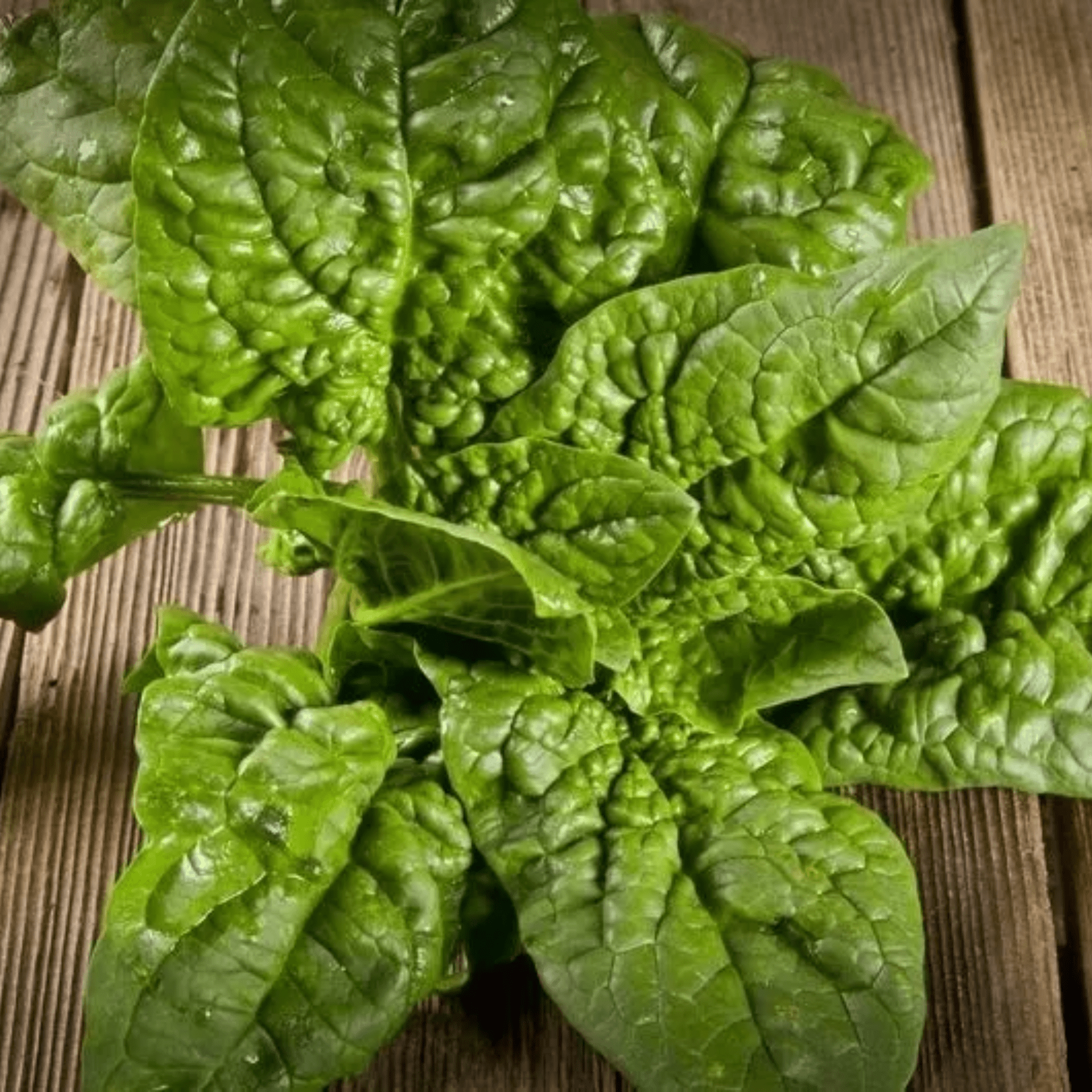 Bloomsdale Long Standing Spinach Seeds - Walmart.com