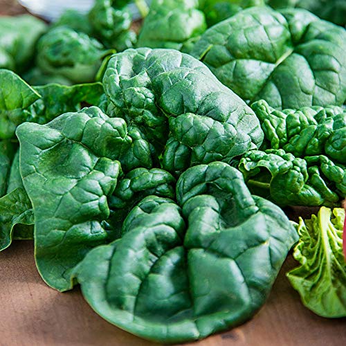 "Bloomsdale Long Standing"UMRT Spinach Seeds for Planting, 250 ...