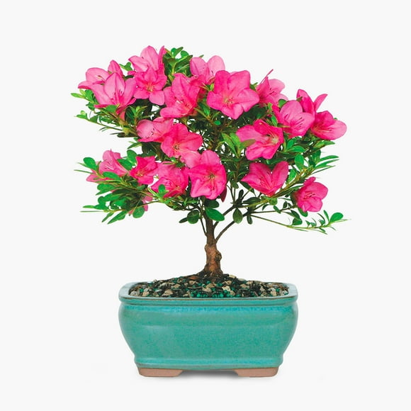 Indoor Azalea