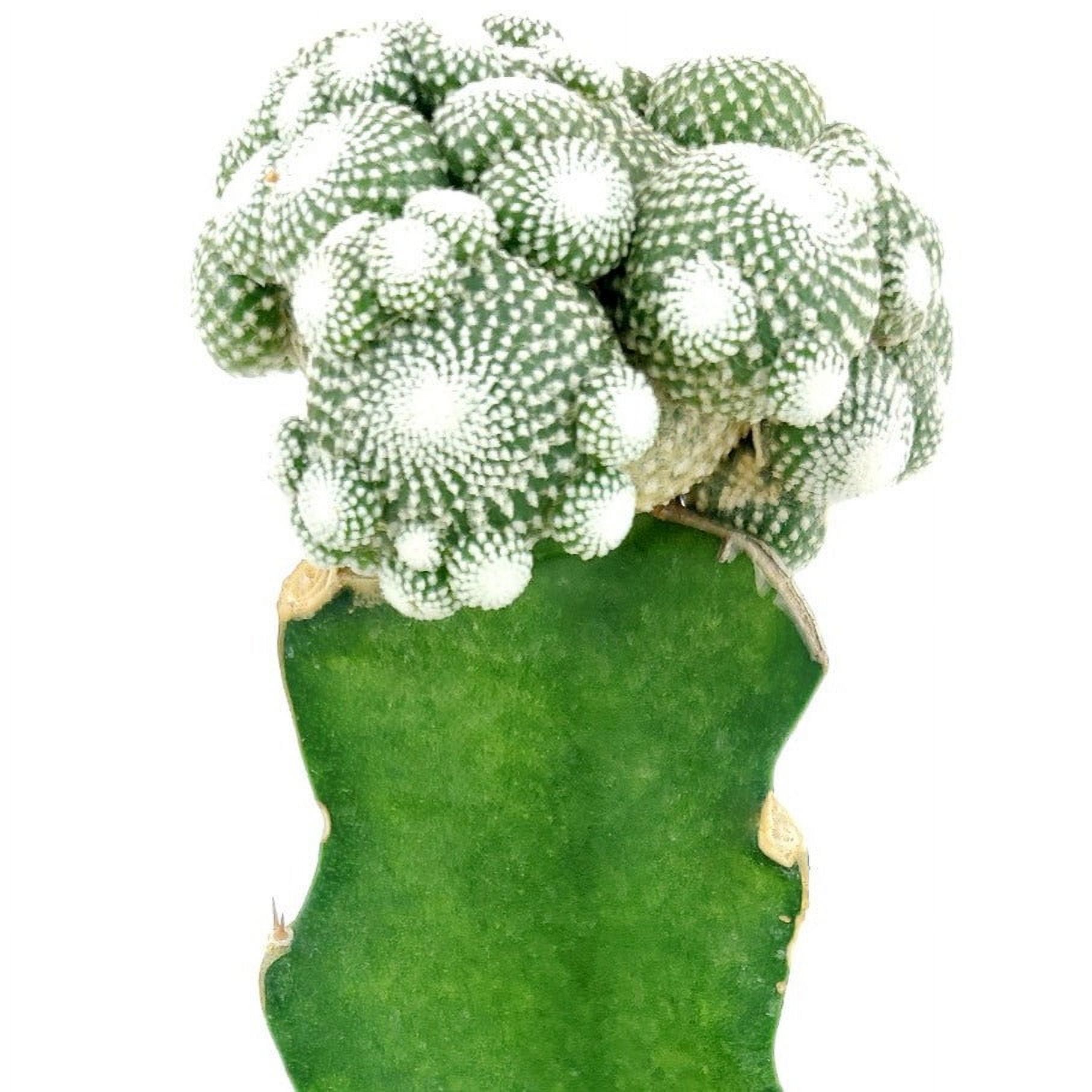 Blossfeldia Cactus (6"+ Minimalist Pot) - Live Healthy Cactus for Home ...