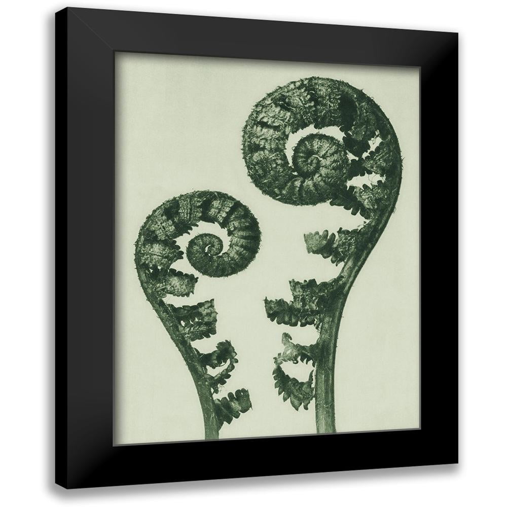 Blossfeldt, Karl 12x14 Black Modern Framed Museum Art Print Titled ...