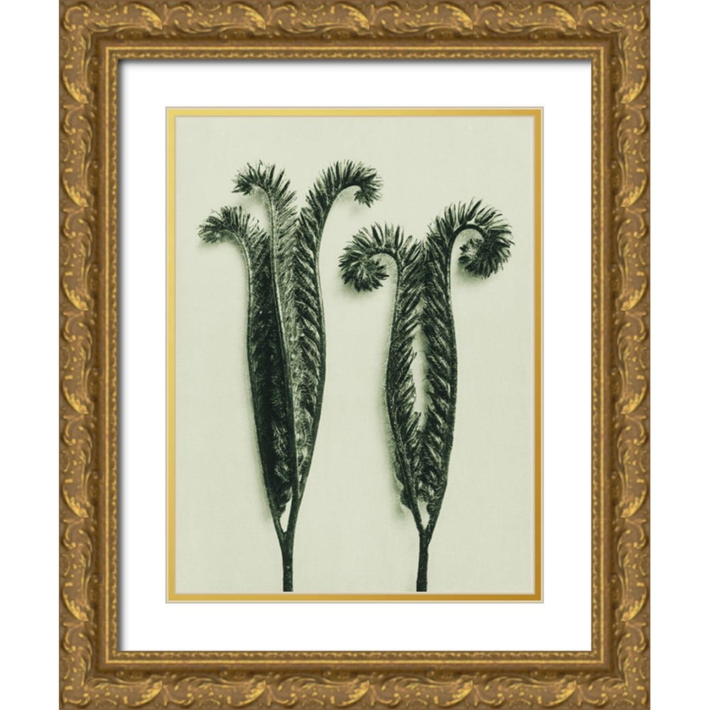 Blossfeldt, Karl 12x14 Gold Ornate Wood Framed with Double Matting ...