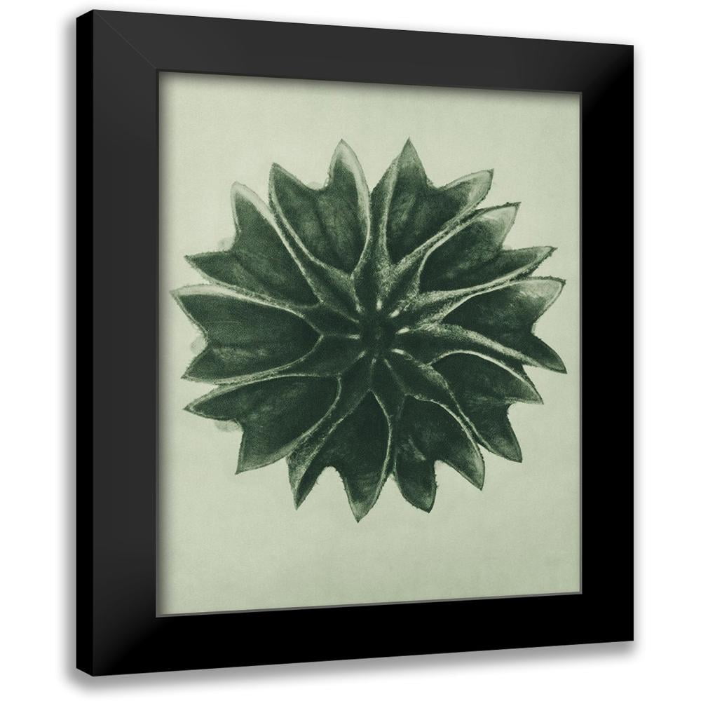 Blossfeldt, Karl 15x18 Black Modern Framed Museum Art Print Titled ...