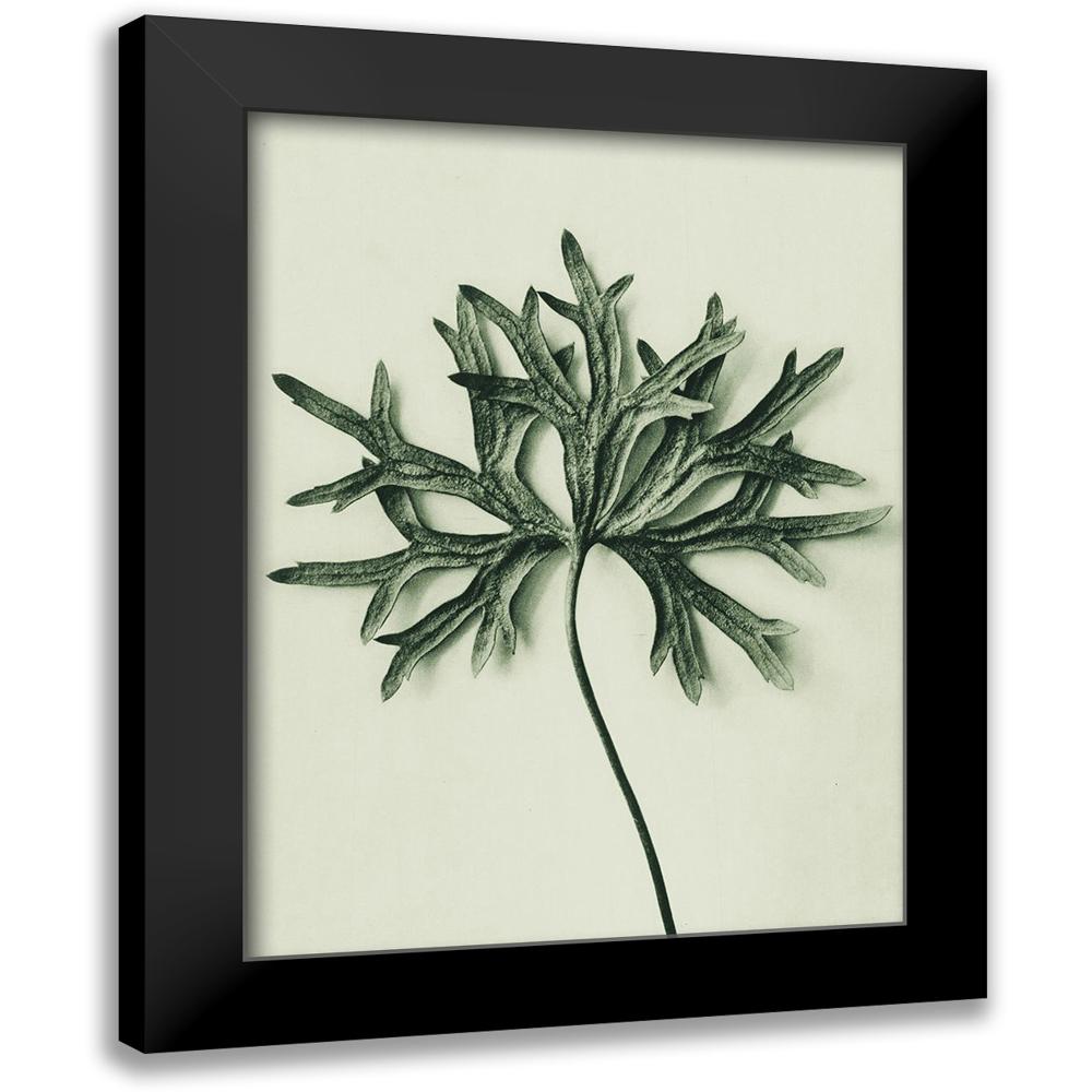 Blossfeldt, Karl 19x24 Black Modern Framed Museum Art Print Titled ...